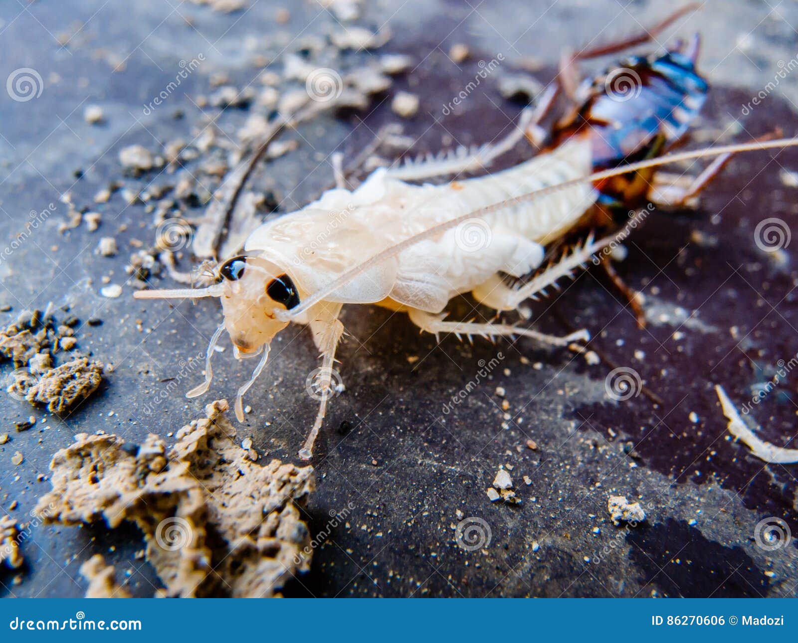 Close up molting cockroach stock photo. Image of entomology - 86270606