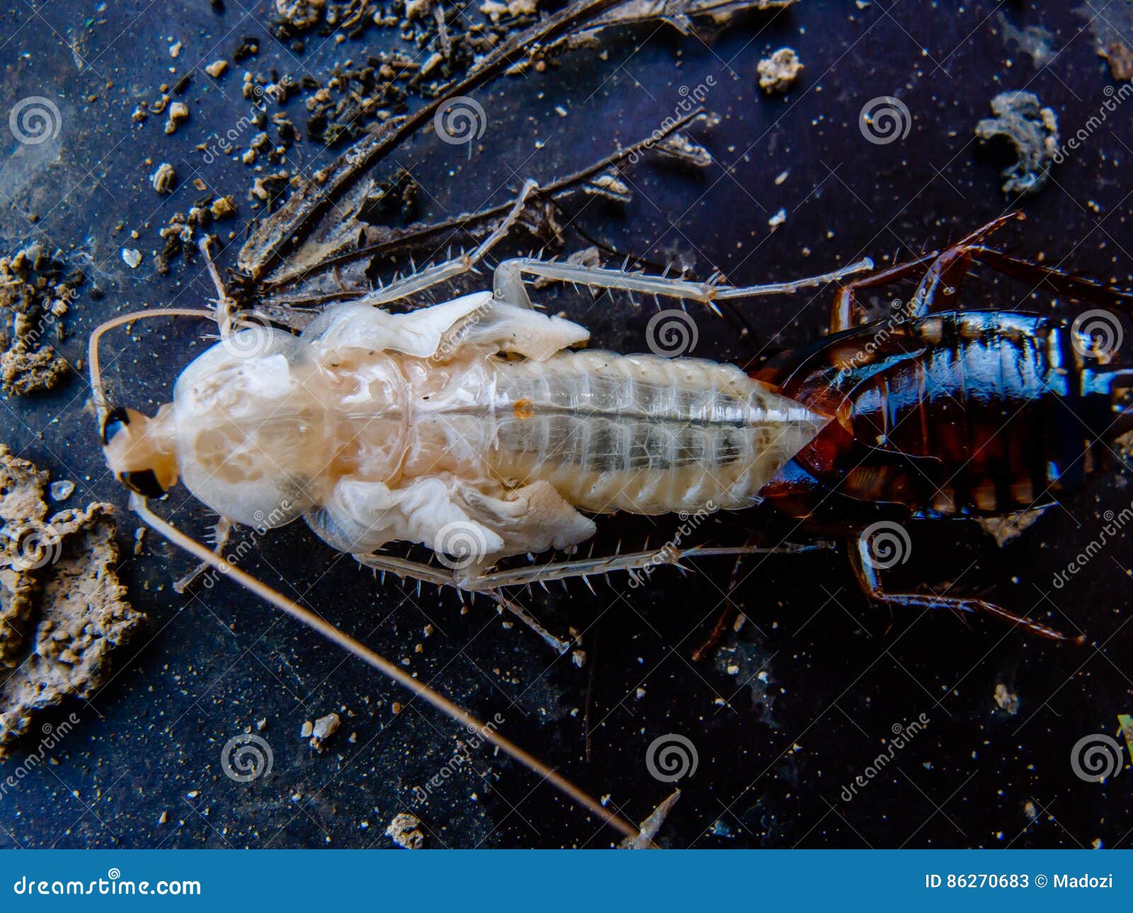 Close up molting cockroach stock image. Image of wings - 86270683
