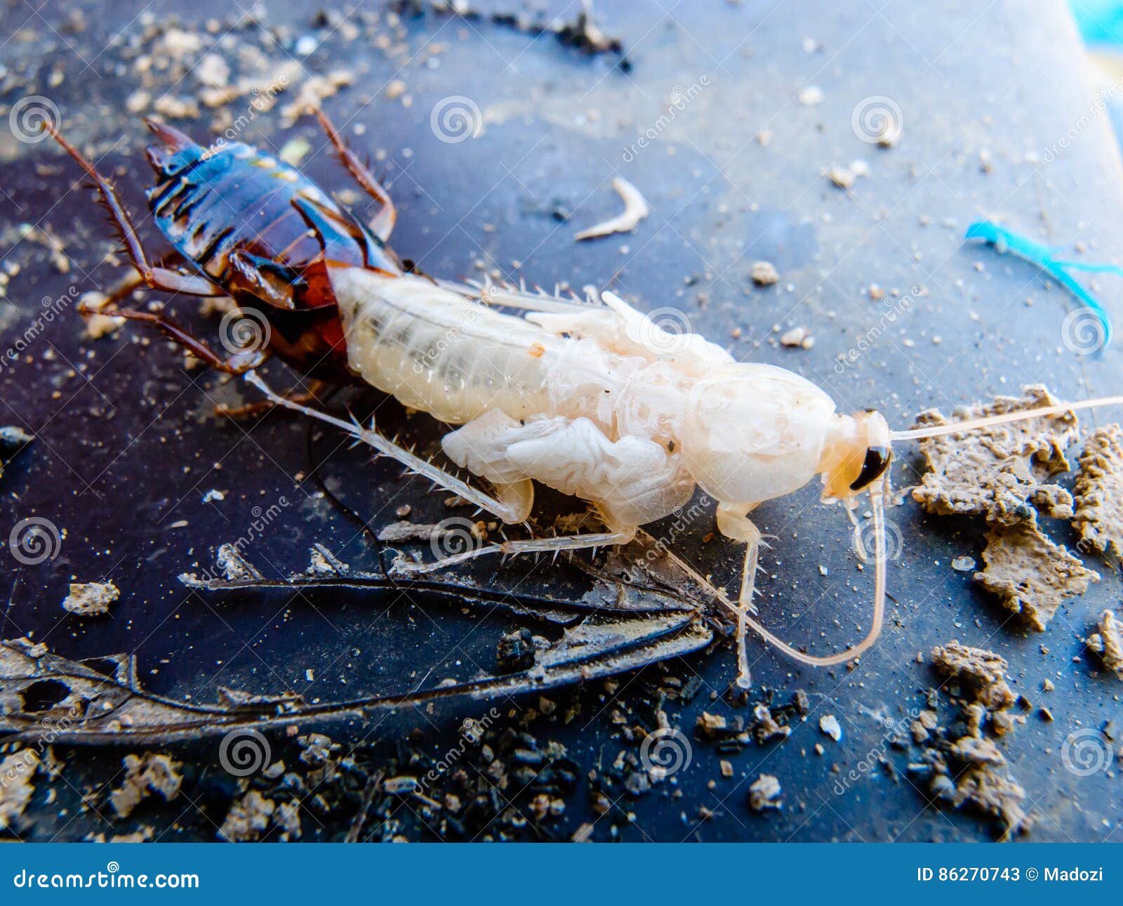 Close up molting cockroach stock image. Image of wings - 86270743