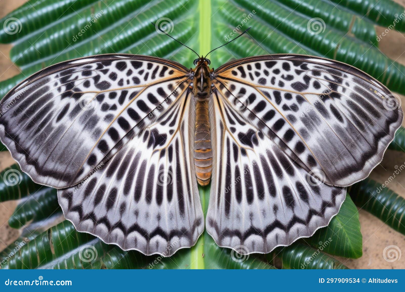 Close-up of a Monarch Butterfly Showing Orange, Black, and White Wing ...