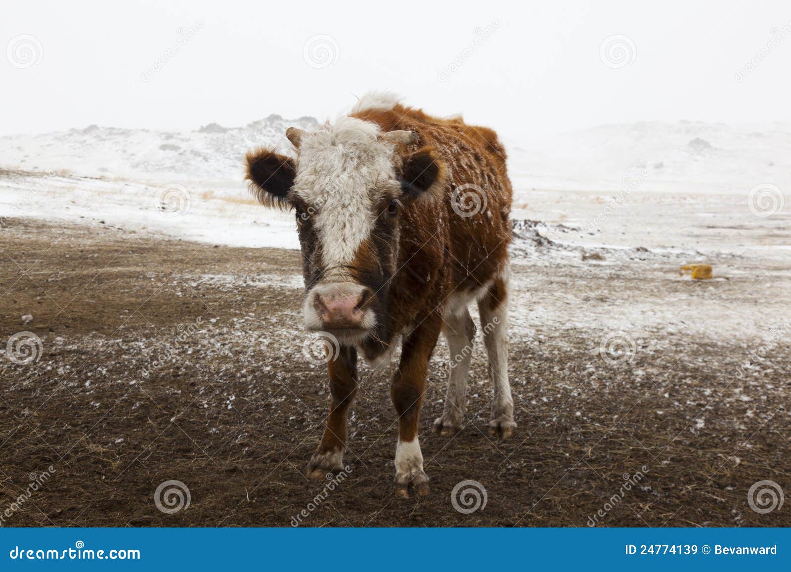 Close up Mongolia da vaca imagem de stock. Imagem de frio - 24774139