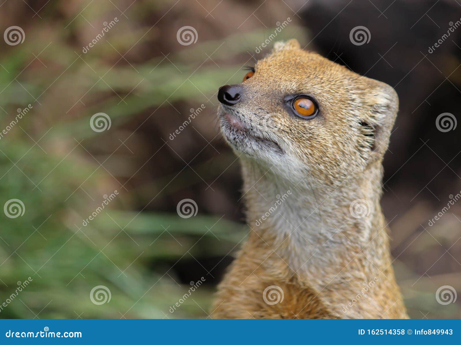 Close up of mongoose face stock photo. Image of tail - 162514358