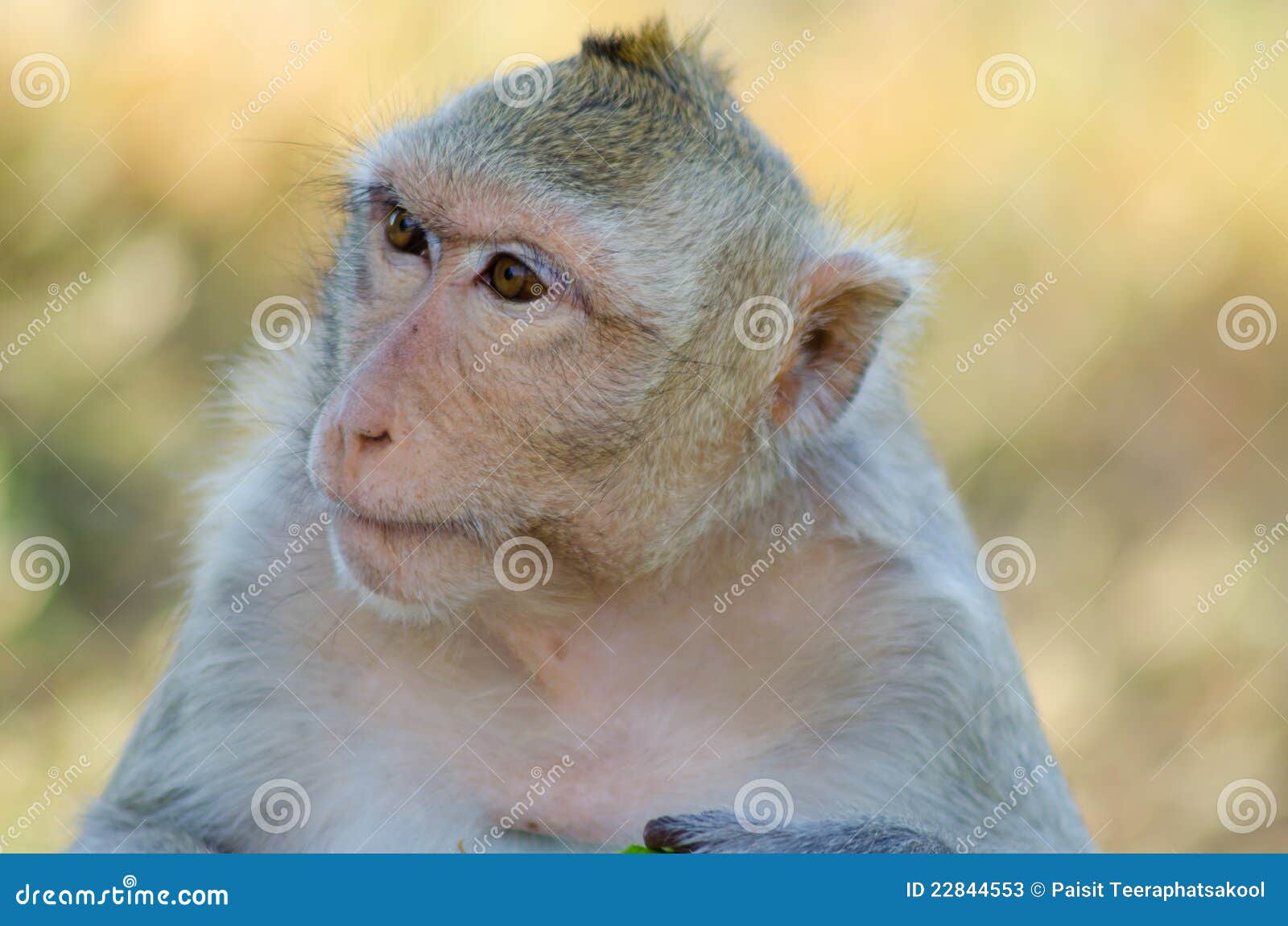 Close-up monkey stock image. Image of face, mother, small - 22844553