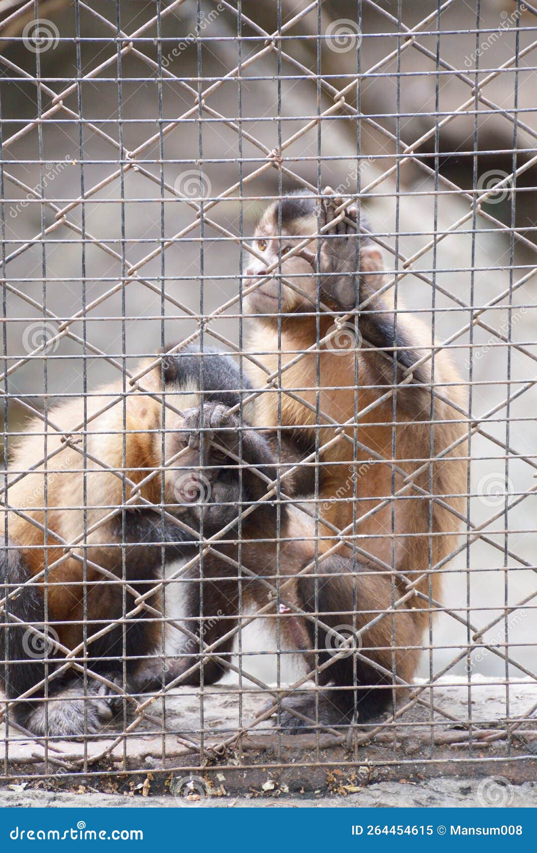 Monkey in the cage stock image. Image of help, breed - 264454615