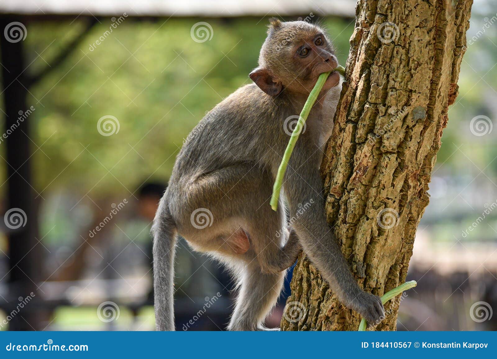 Close-up Monkey Climbs a Tree with Food in Its Paws Stock Image - Image ...