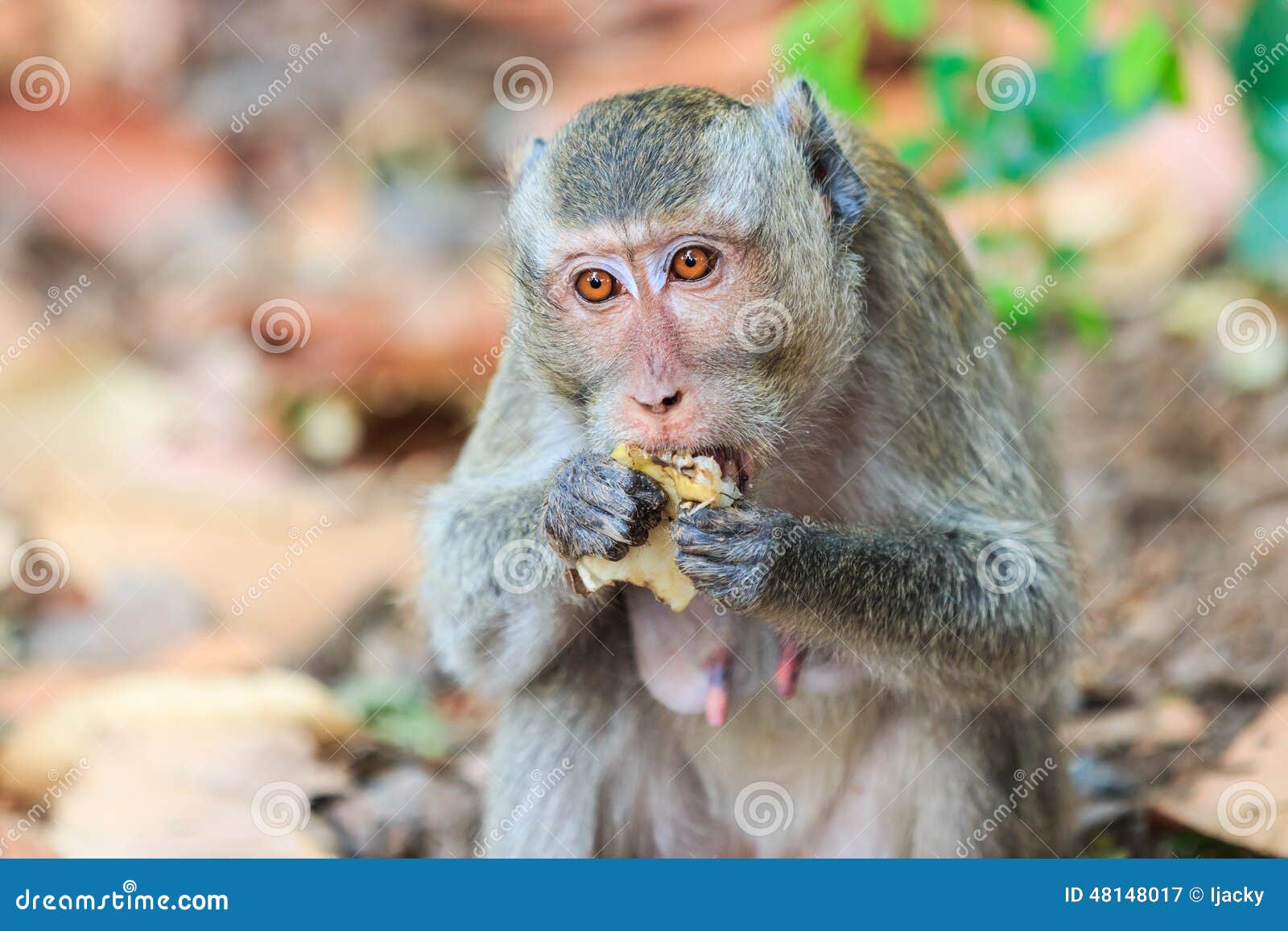 Close-up of Monkey (Crab-eating Macaque) Eating Fruit Stock Image ...