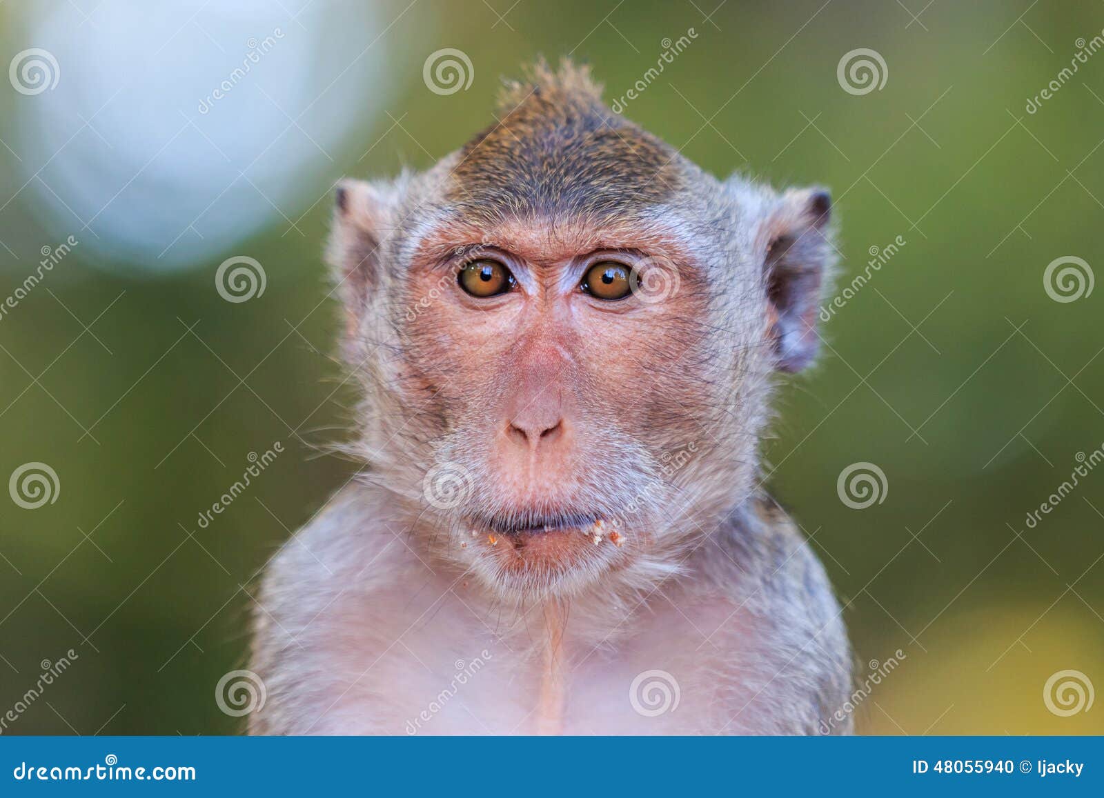 Close-up of Monkey (Crab-eating Macaque) Stock Photo - Image of crab ...