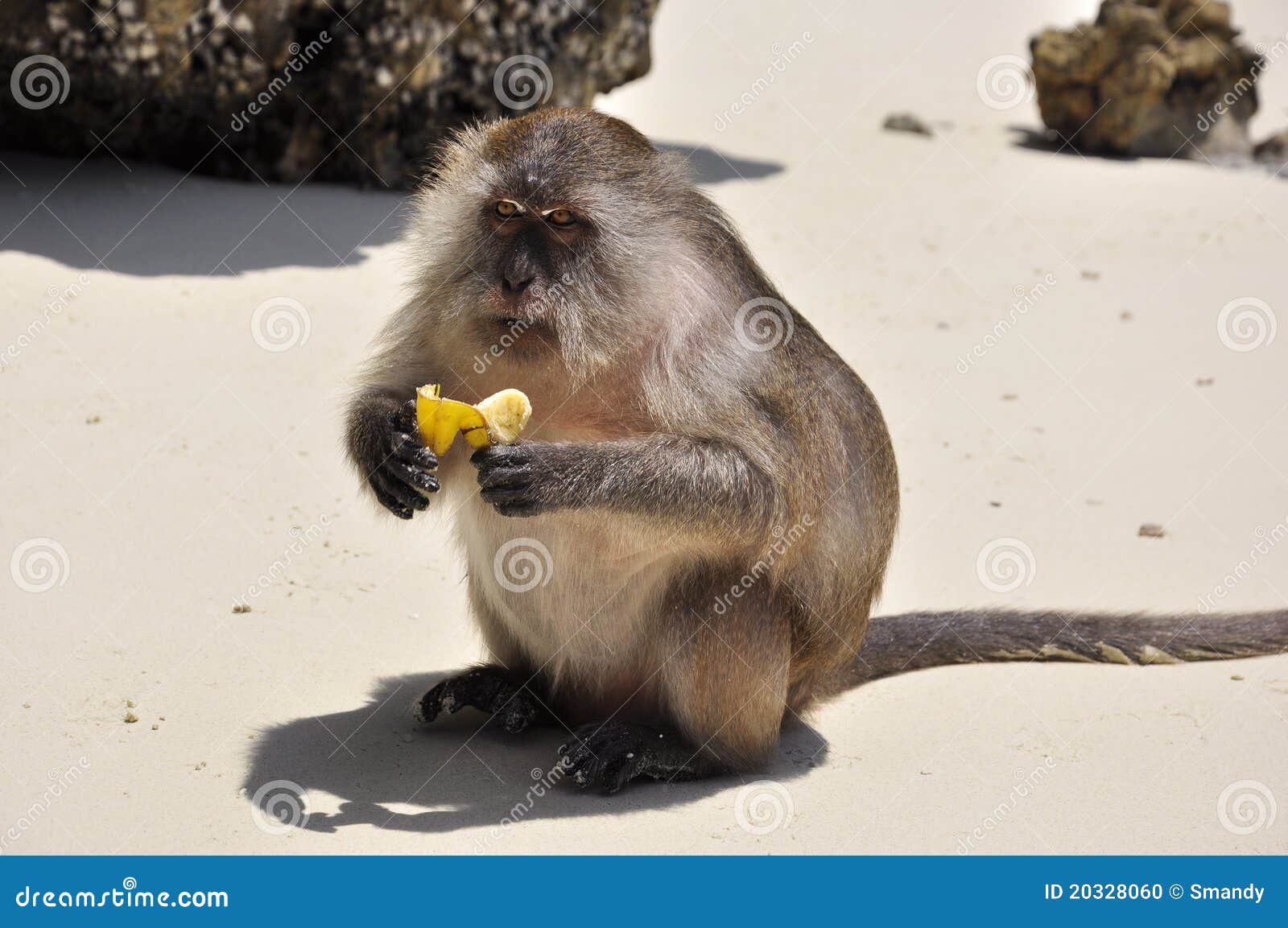 Close Up of Monkey Eating Banana on the Beach Stock Photo - Image of ...