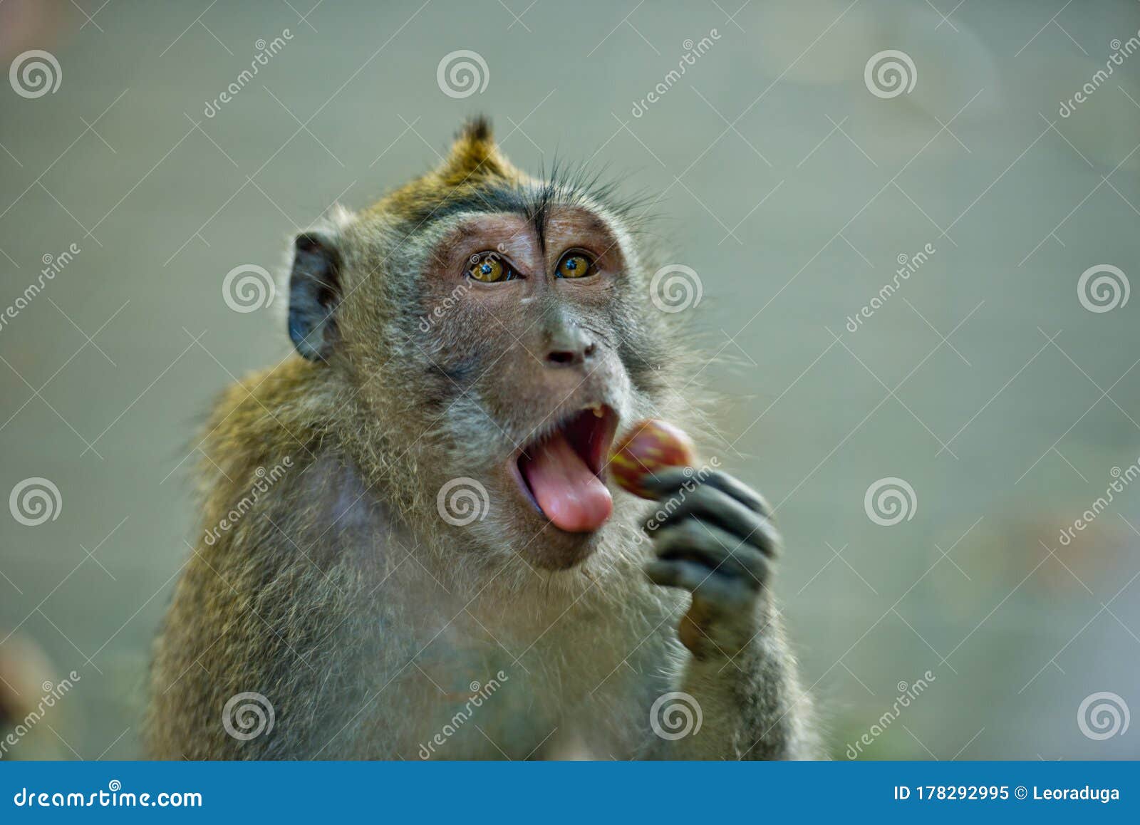 Close Up Monkey Eating Fruit in the Forest. Stock Image - Image of bali ...