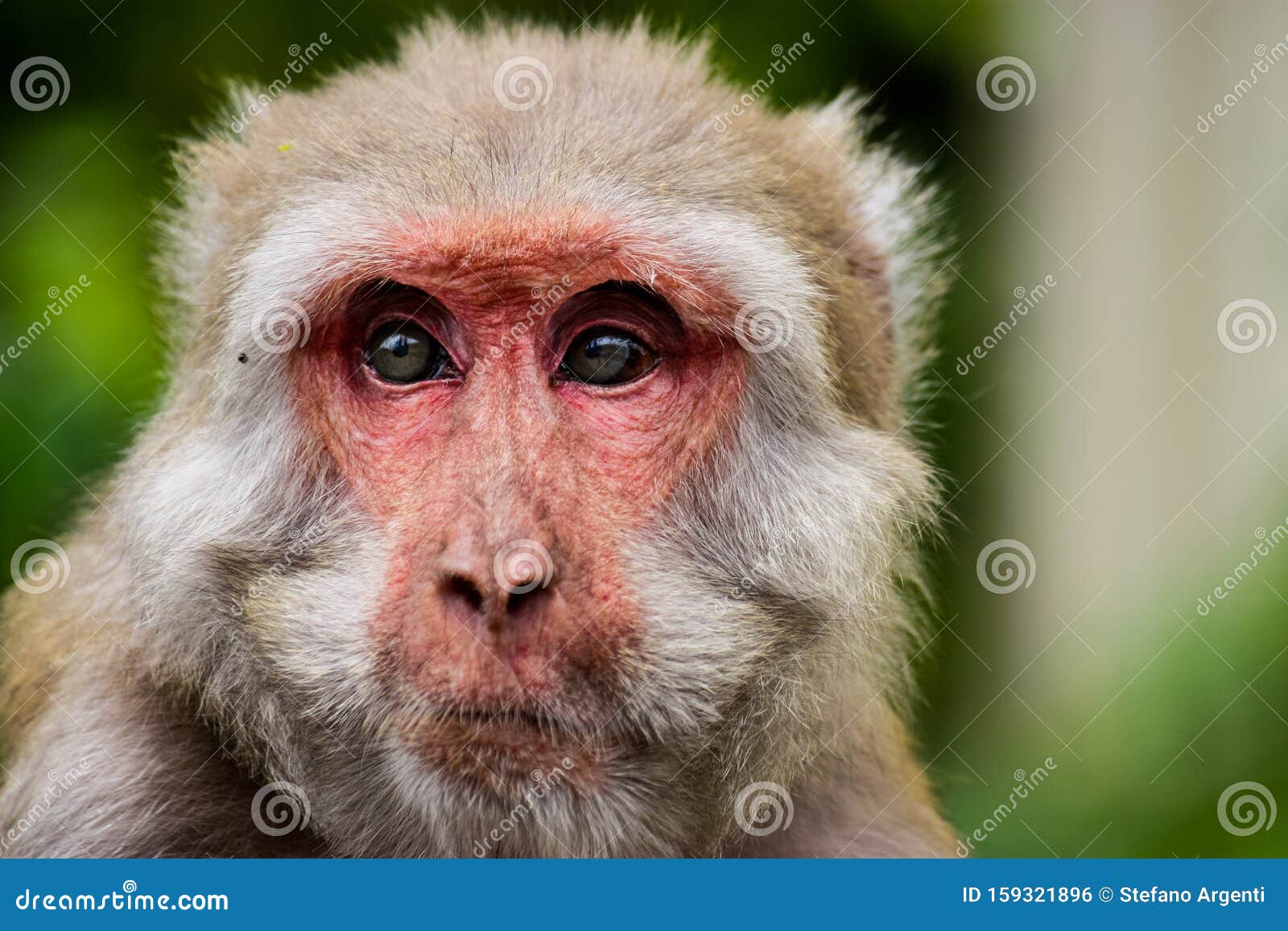 Close Up of a Monkey Face with Expressive Eyes in Rishikesh Stock Photo ...