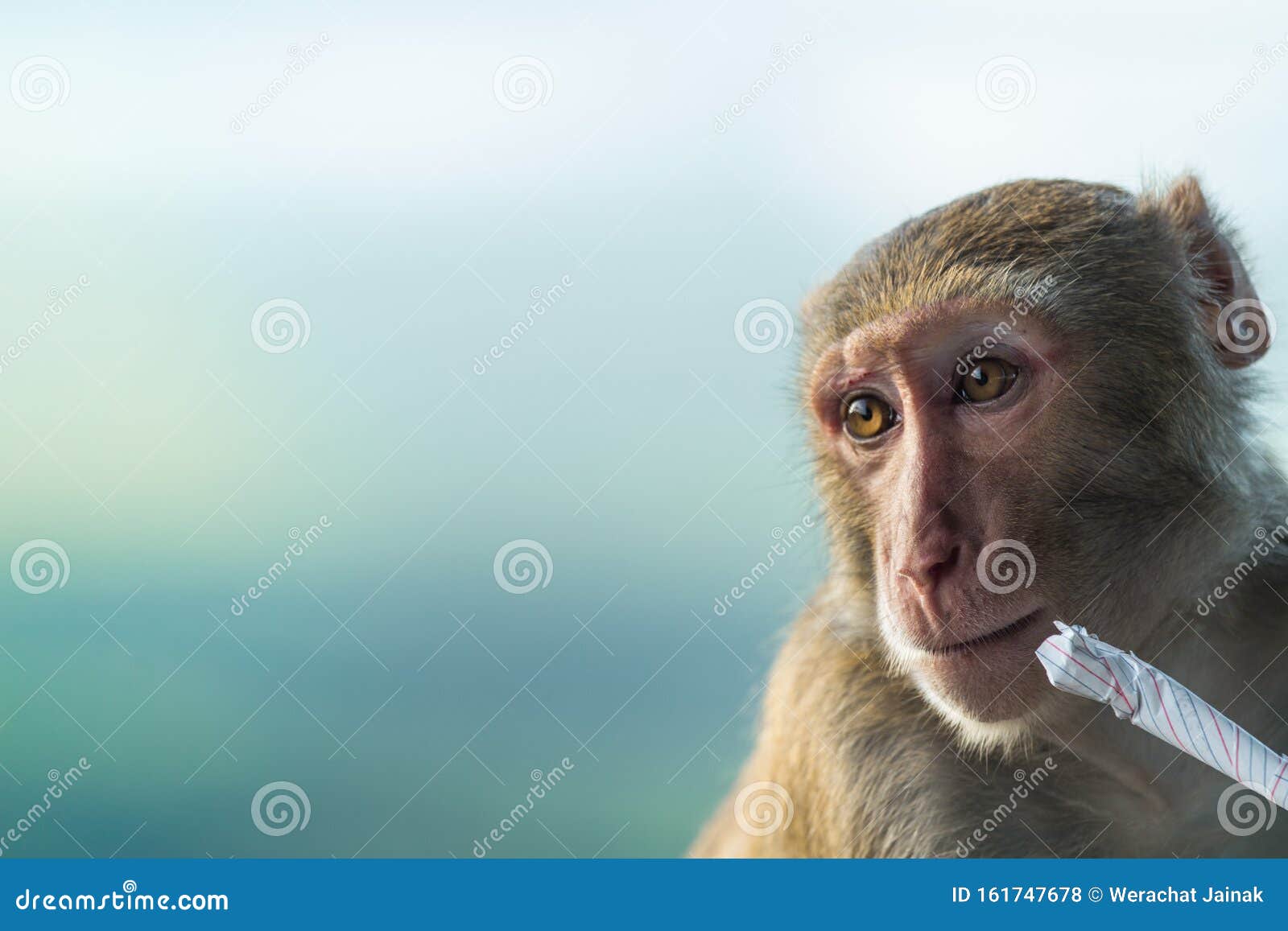 Close-up of a Monkey Face and Eyes Stock Photo - Image of forest ...