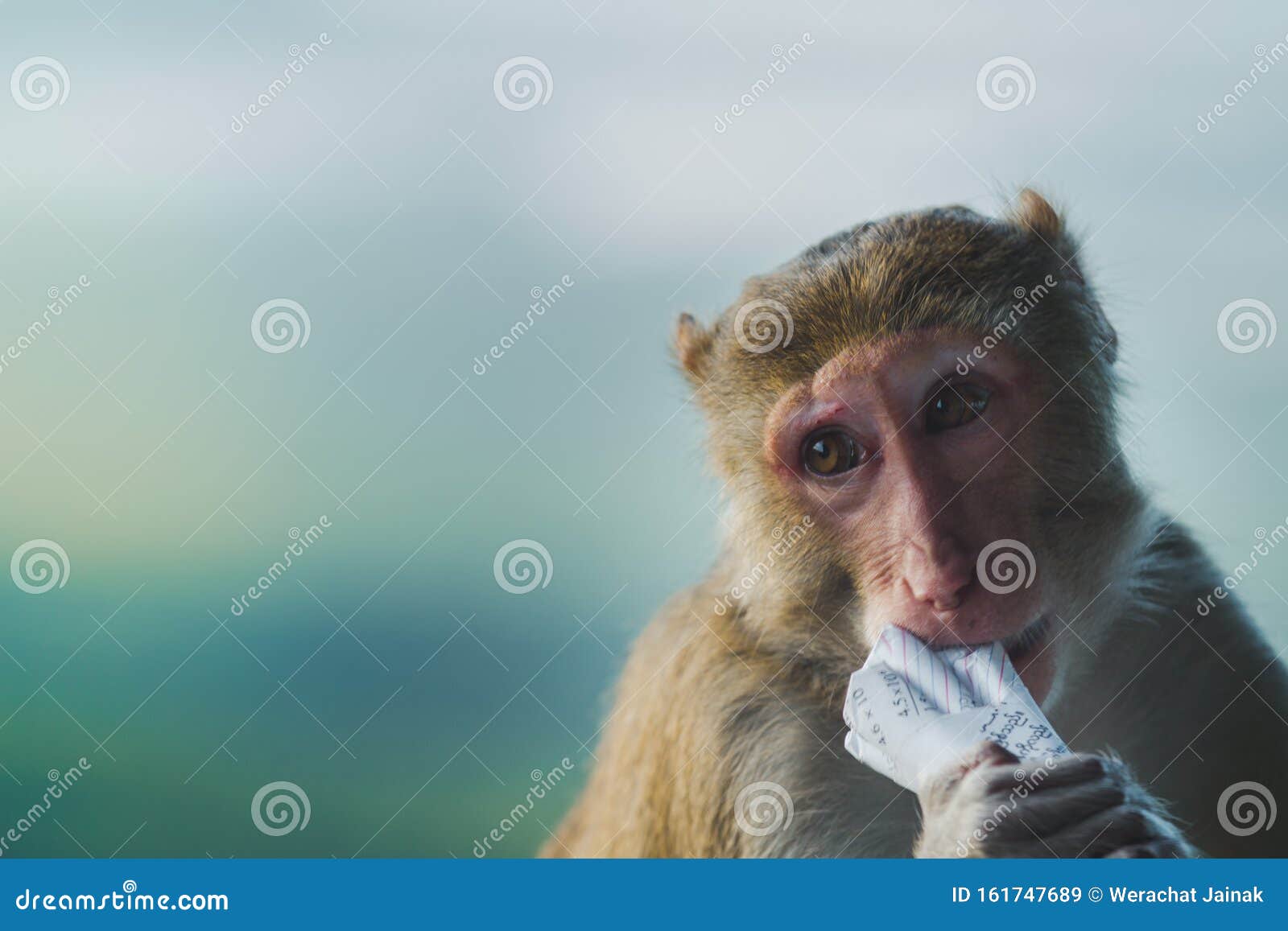 Close-up of a Monkey Face and Eyes Stock Image - Image of macaca, hair ...