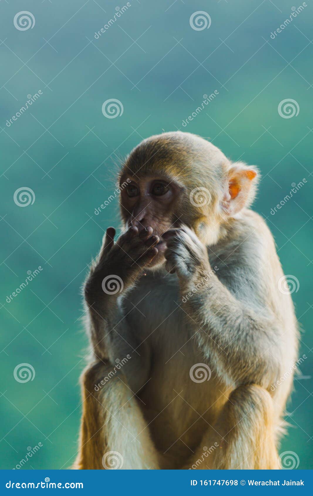 Close-up of a Monkey Face and Eyes Stock Photo - Image of baby, cute ...