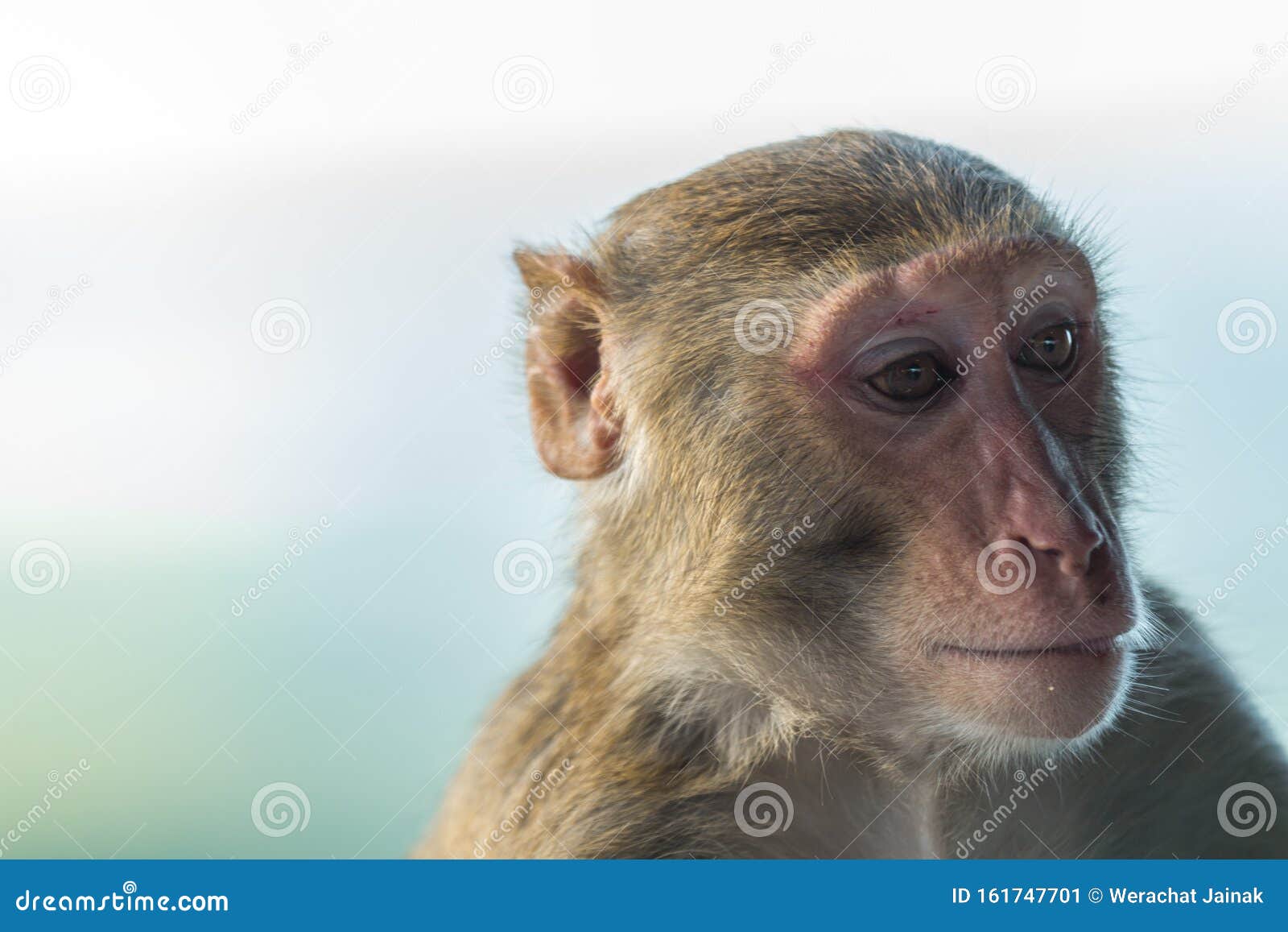 Close-up of a Monkey Face and Eyes Stock Image - Image of camera, close ...