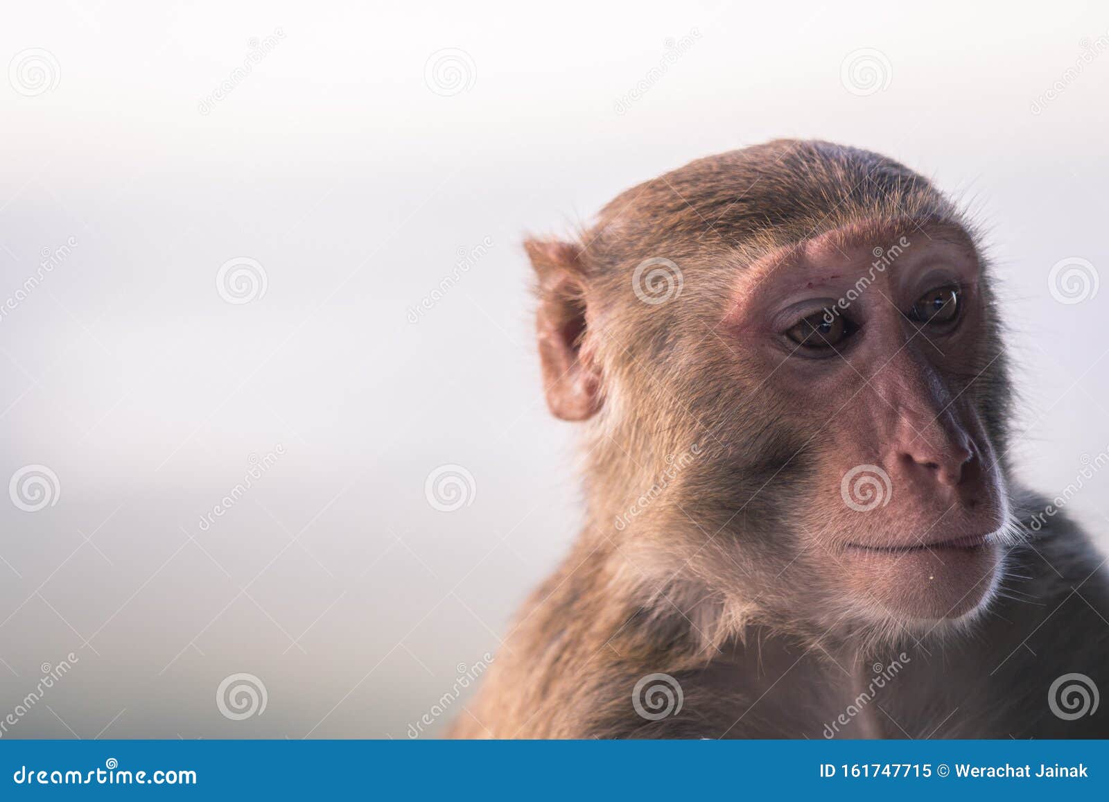 Close-up of a Monkey Face and Eyes Stock Image - Image of mother ...