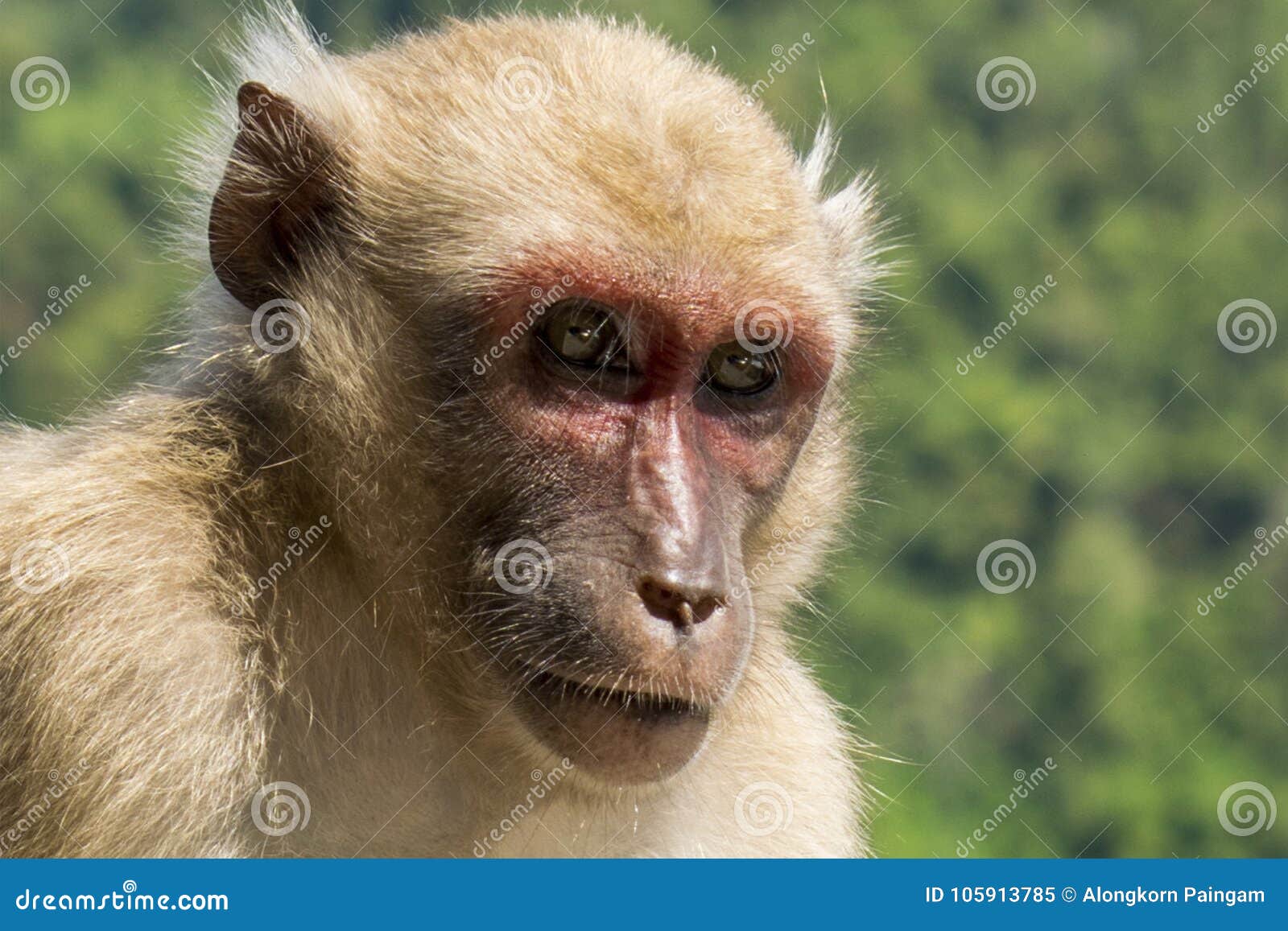 Close Up Monkey Face and Focus into the Eye Stock Image - Image of eyes ...
