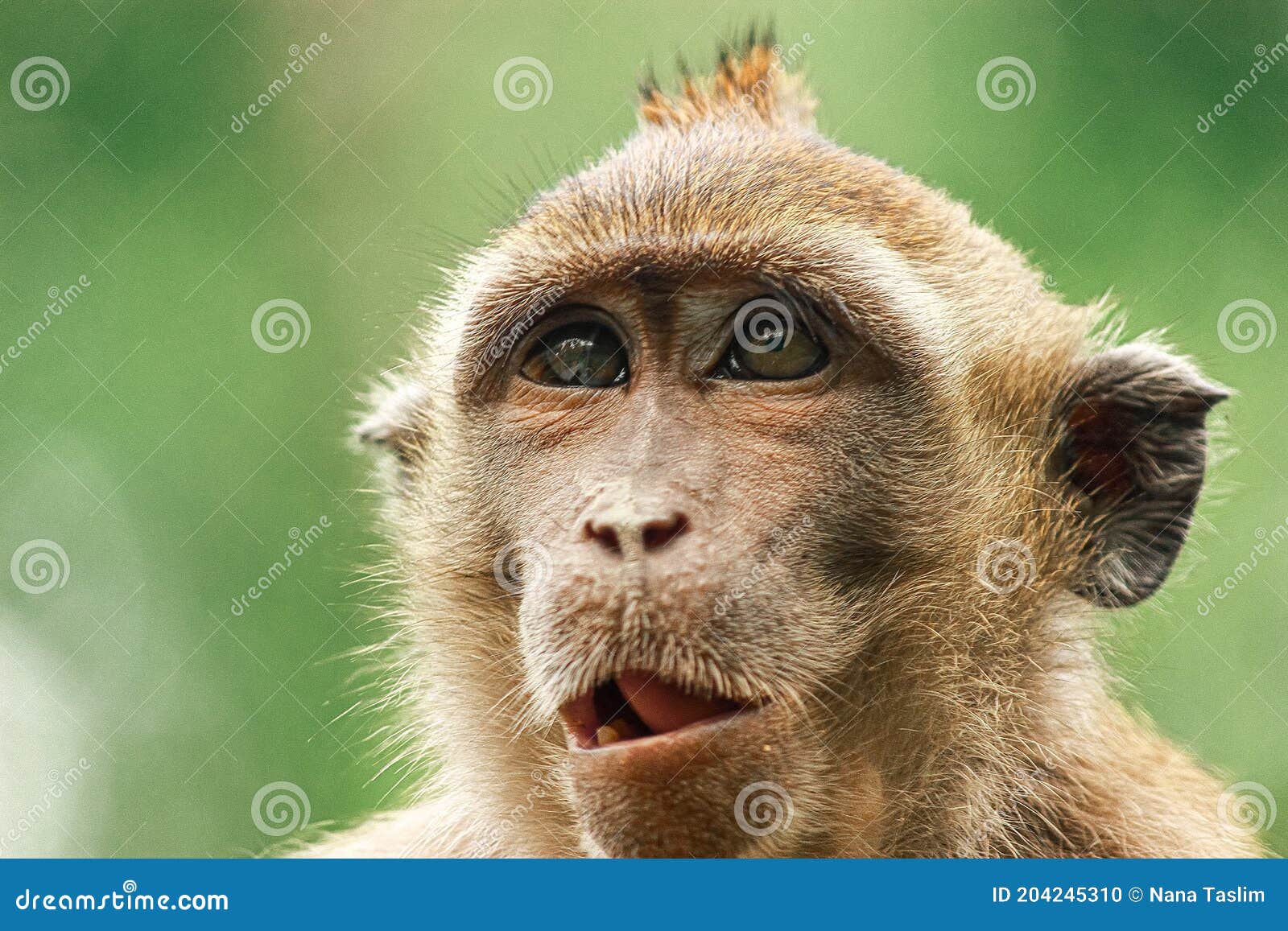 Close Up Monkey Face at Mangrove Forest North Kalimantan Stock Photo ...