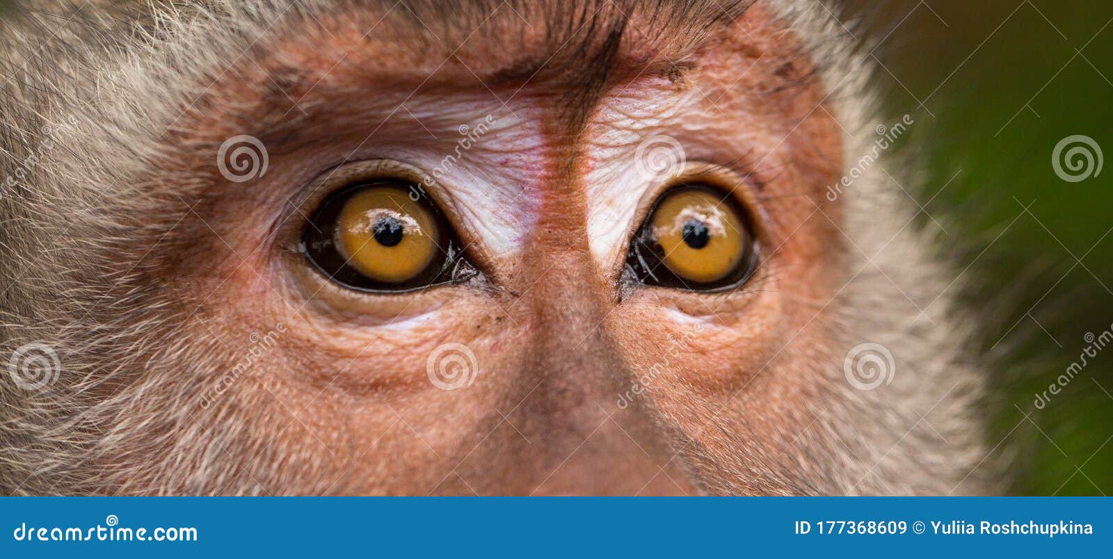 Close-up of a Monkey, Focus on the Eyes Stock Image - Image of safari ...