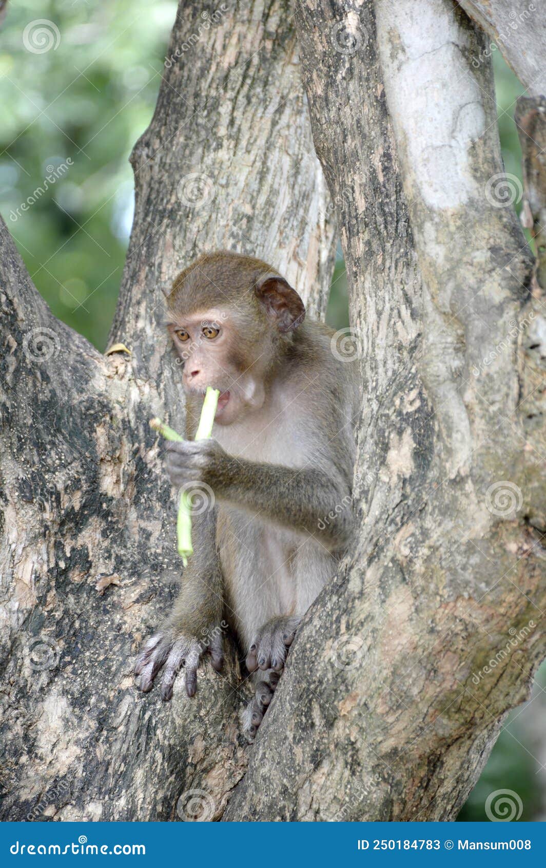 Monkey in garden stock image. Image of animal, primate - 250184783