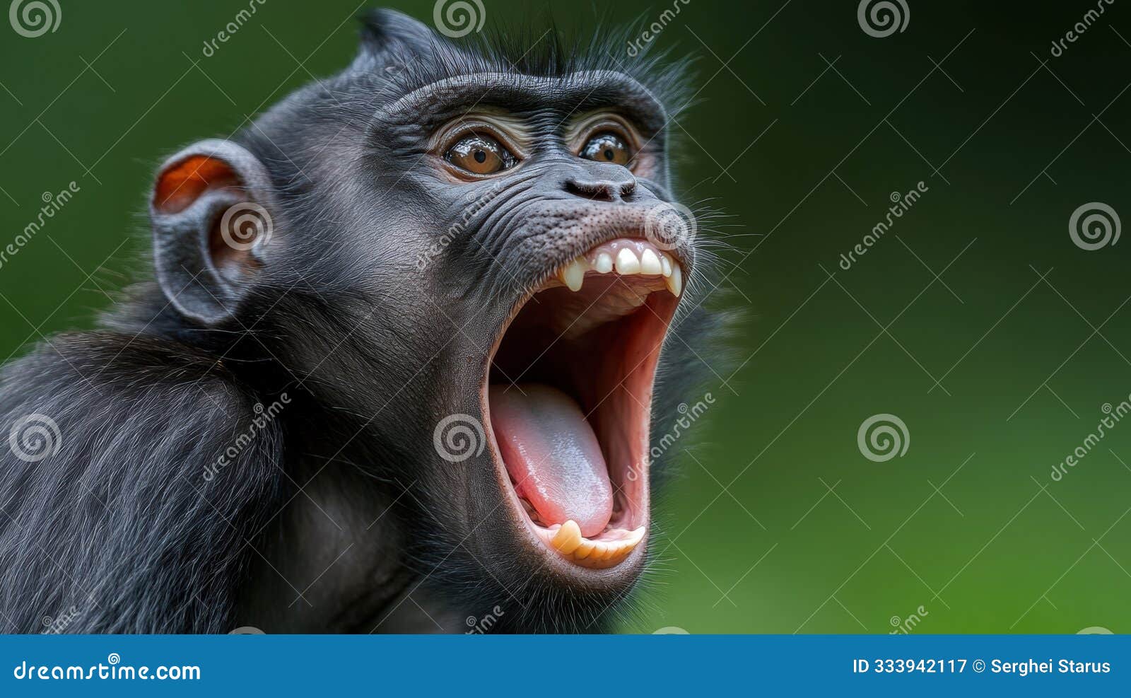 A Close Up of a Monkey with Its Mouth Open and Teeth Bared, AI Stock ...