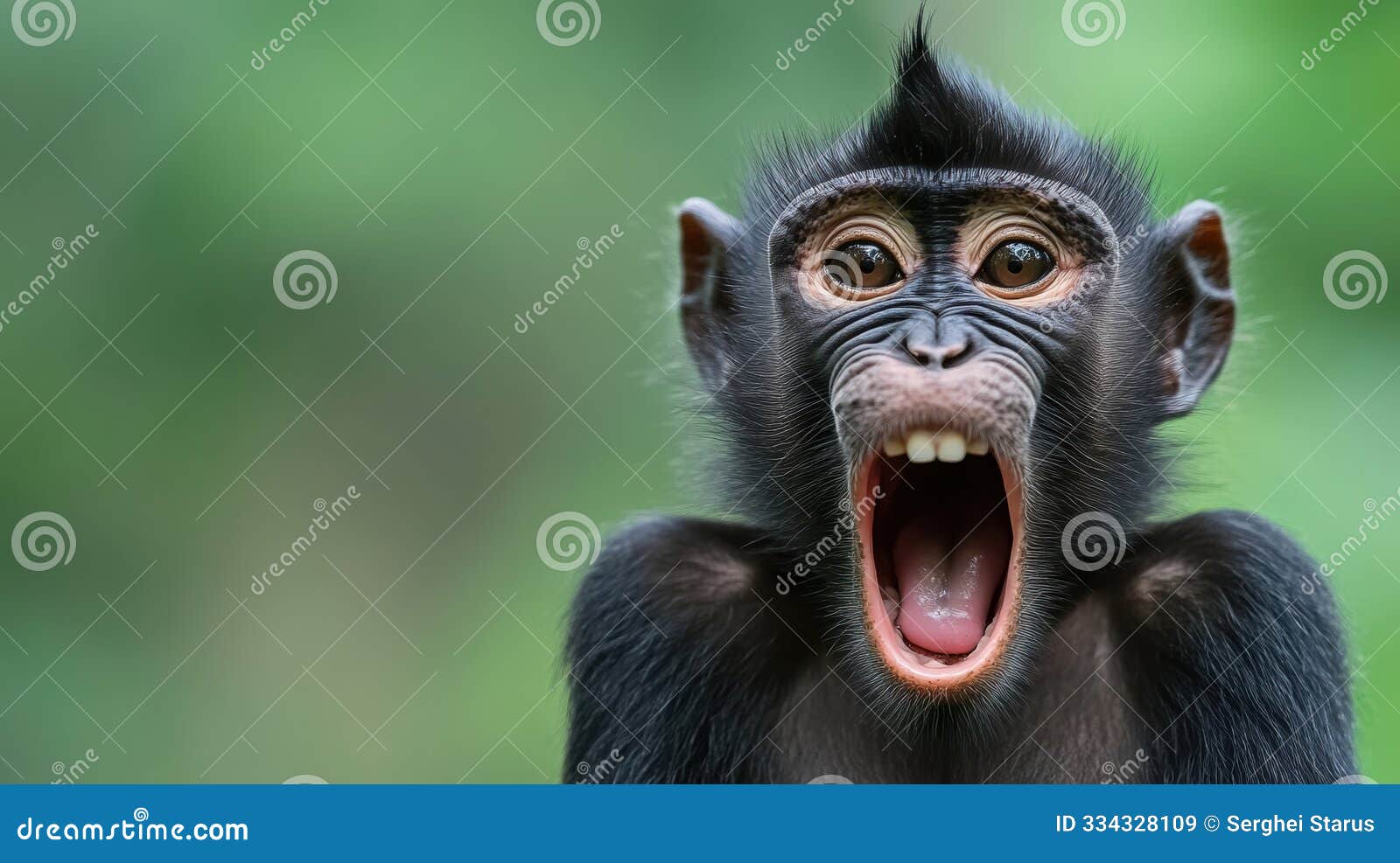 A Close Up of a Monkey with Its Mouth Open and Teeth Bared, AI Stock ...