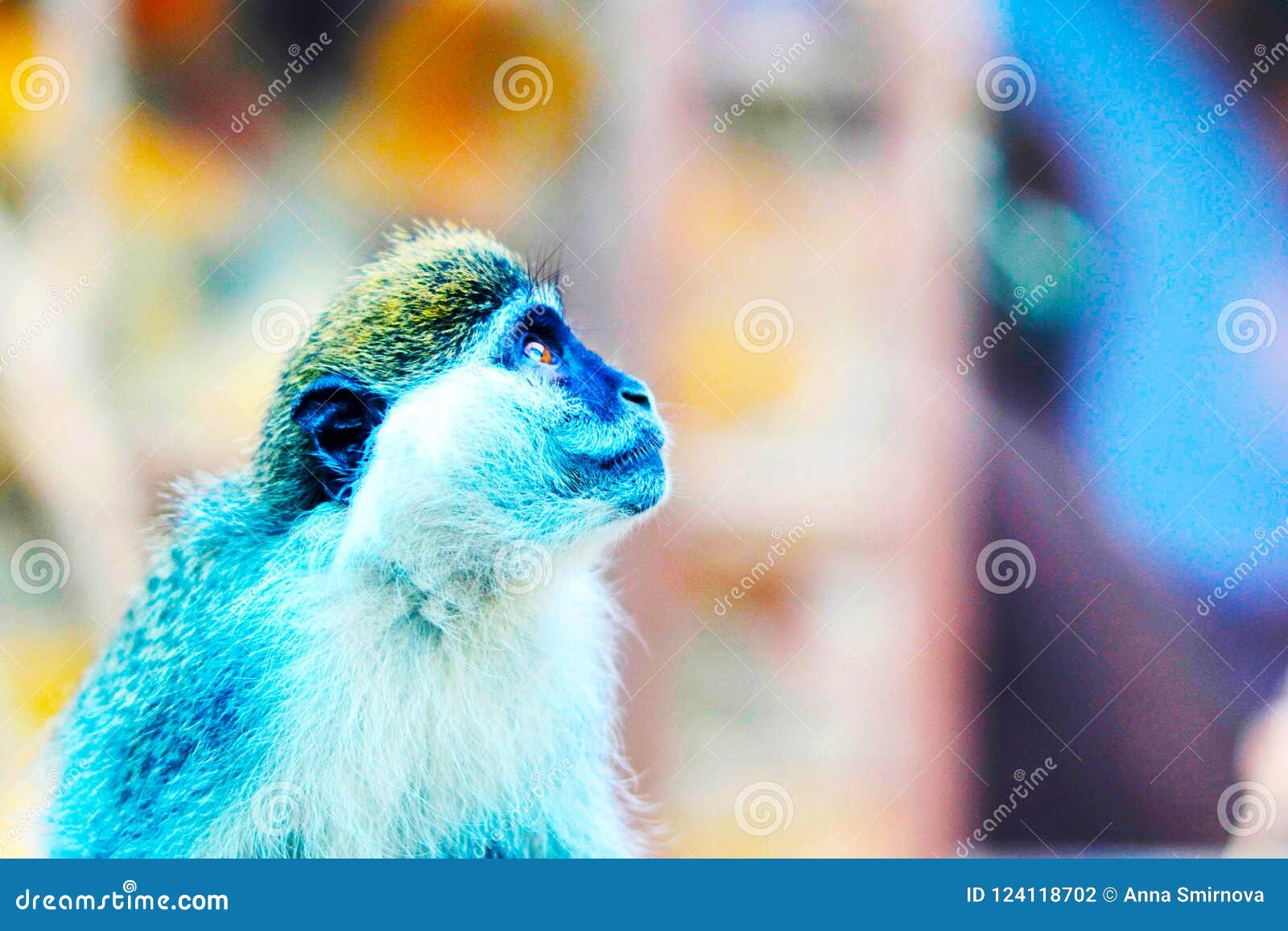 A Close Up of a Monkey Looking Up Stock Photo - Image of portrait ...