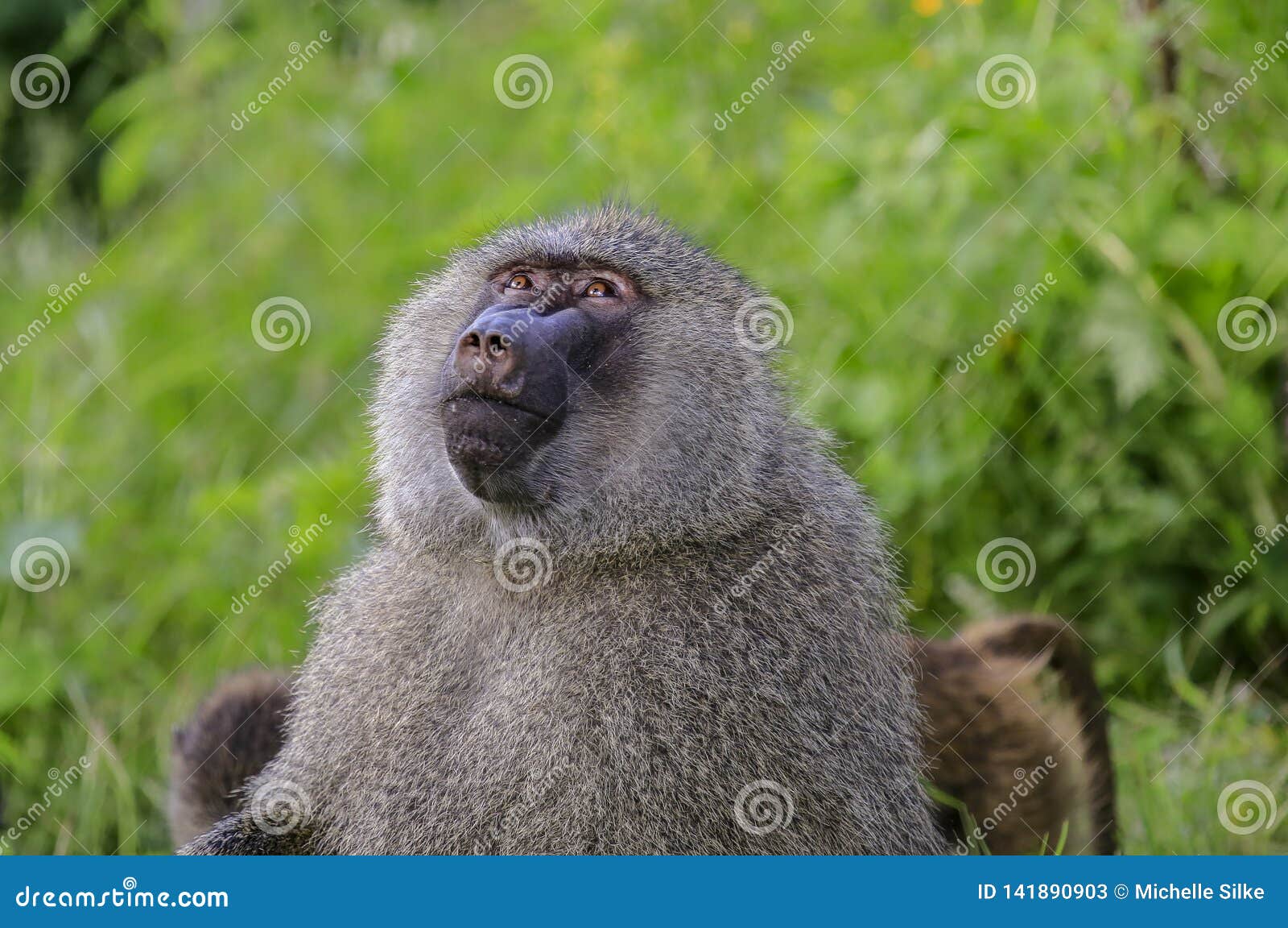 Close Up on Monkey Looking Towards the Sky Stock Image - Image of hair ...