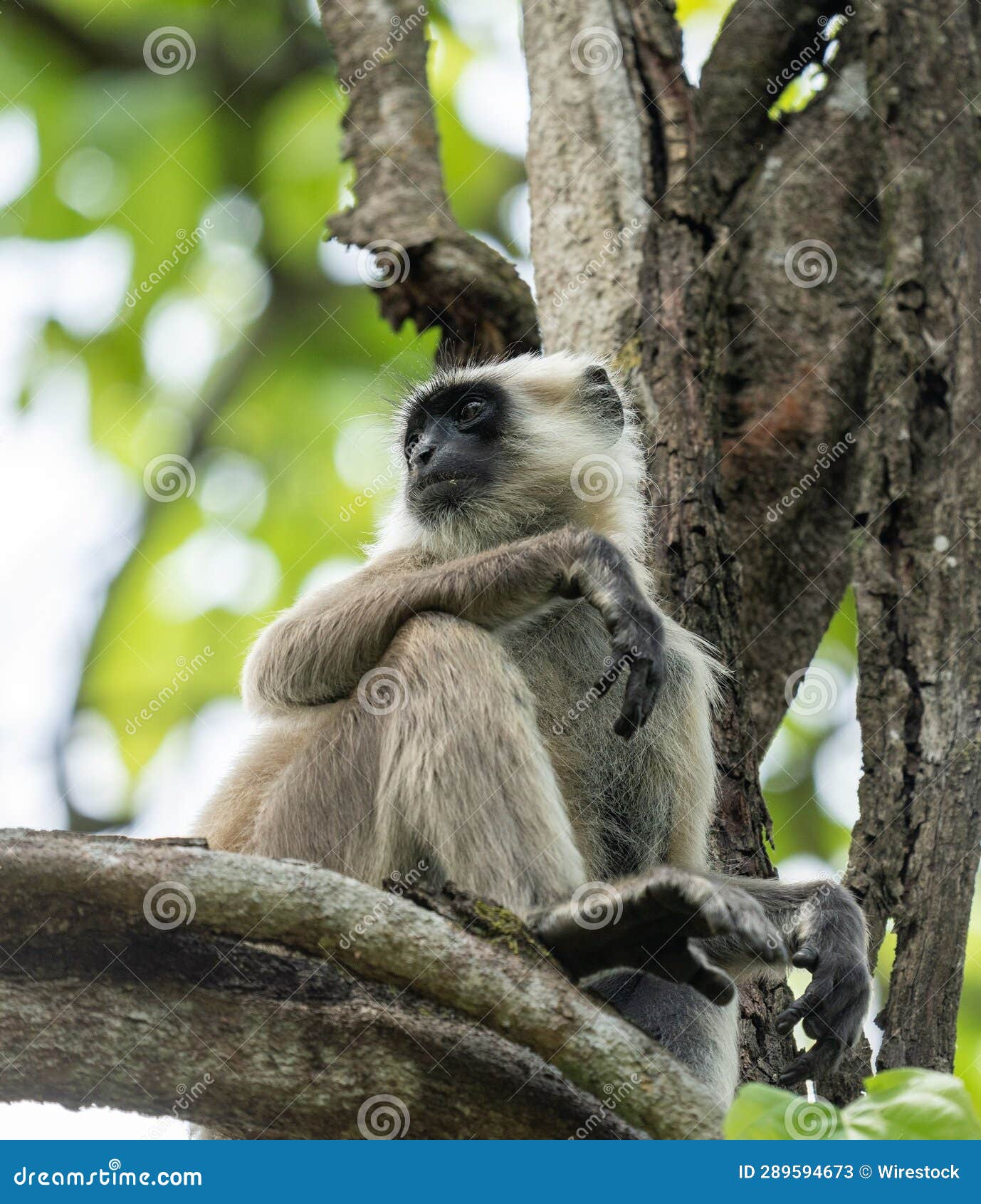 Close-up of a Monkey Perched on the Branch of a Tree Stock Image ...