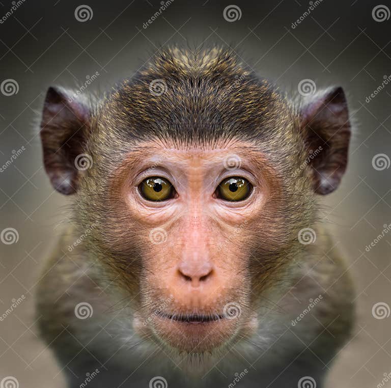 Close-up of monkey`s face stock image. Image of animal - 82728331