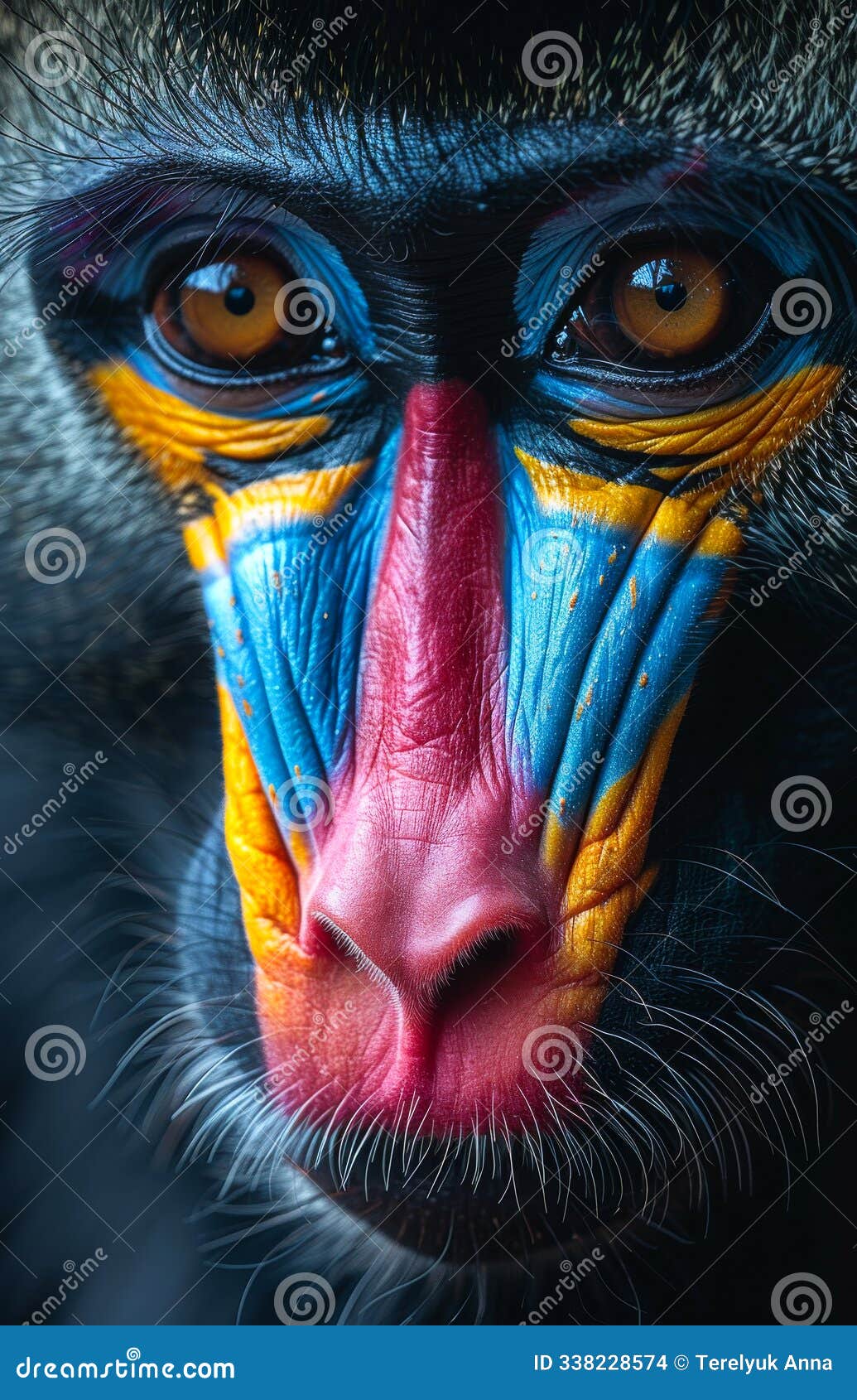 A Close Up of a Monkey S Face with a Red, Blue and Yellow Nose Stock ...