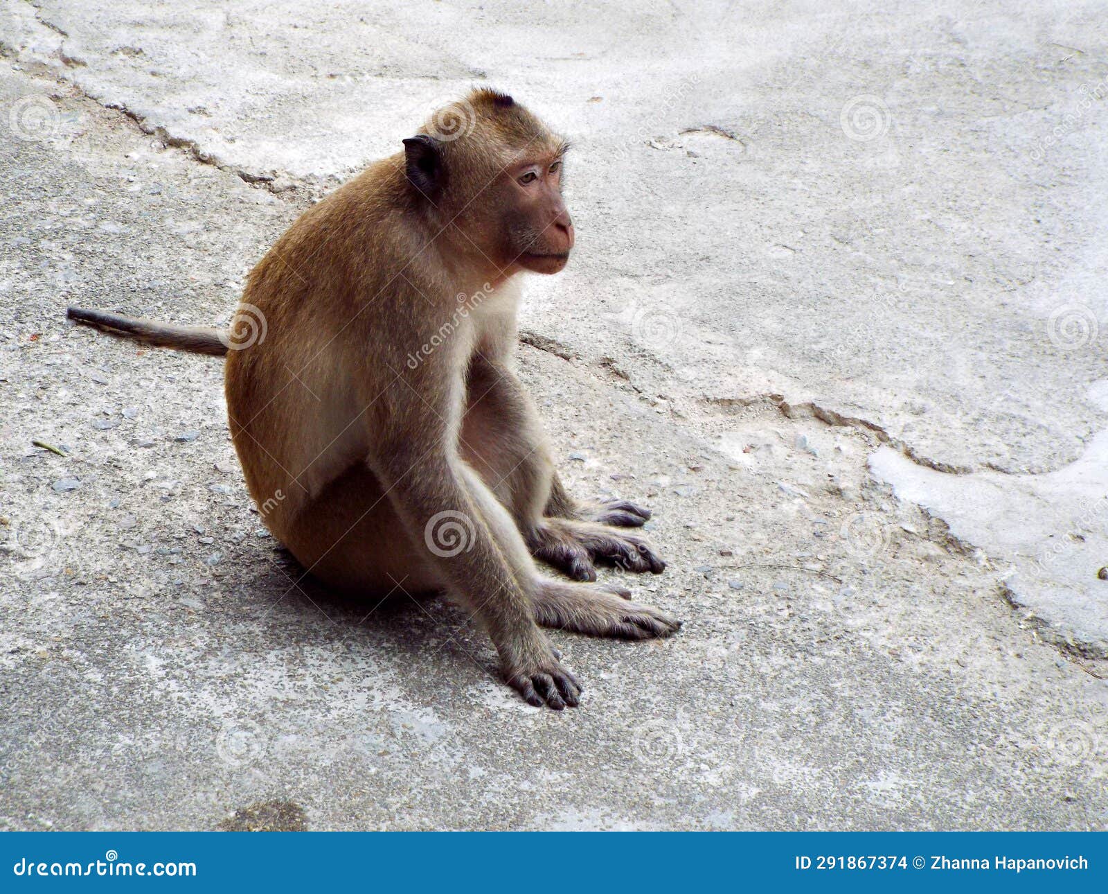 Close-up of a Monkey Sitting on the Ground Stock Photo - Image of calm ...