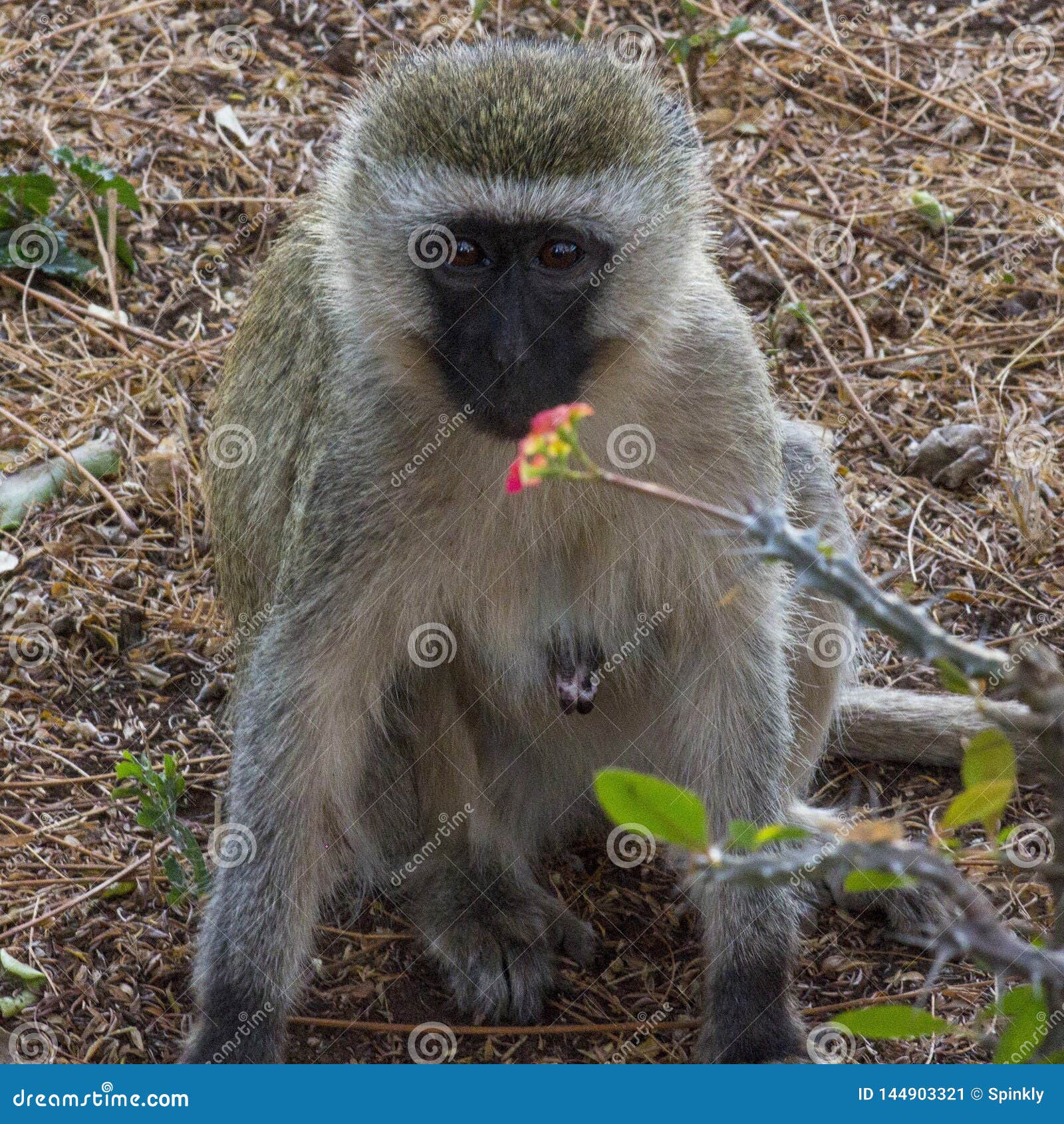 Close Up of Monkey Spotted in the Wilderness Stock Image - Image of ...