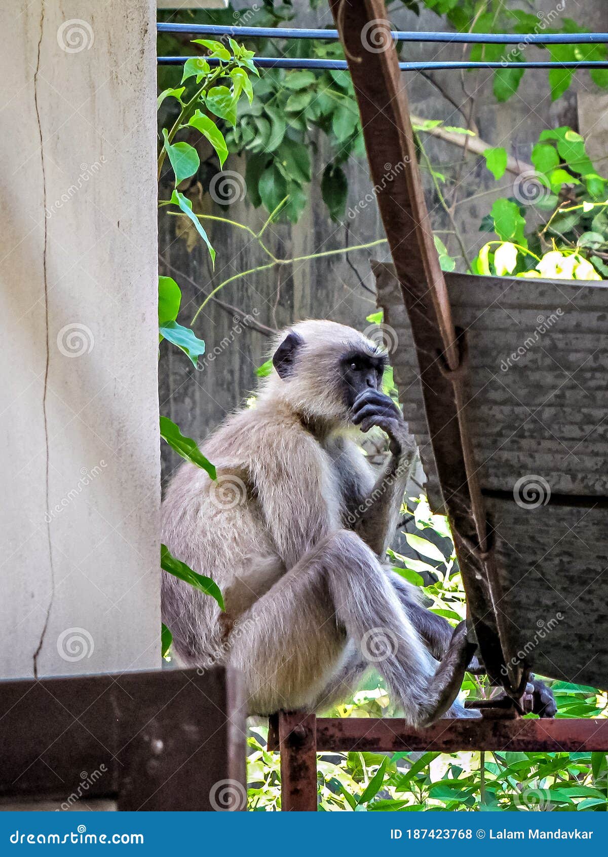 Close Up of a Monkey in Thinking Pose. Stock Photo - Image of close, pose: 187423768