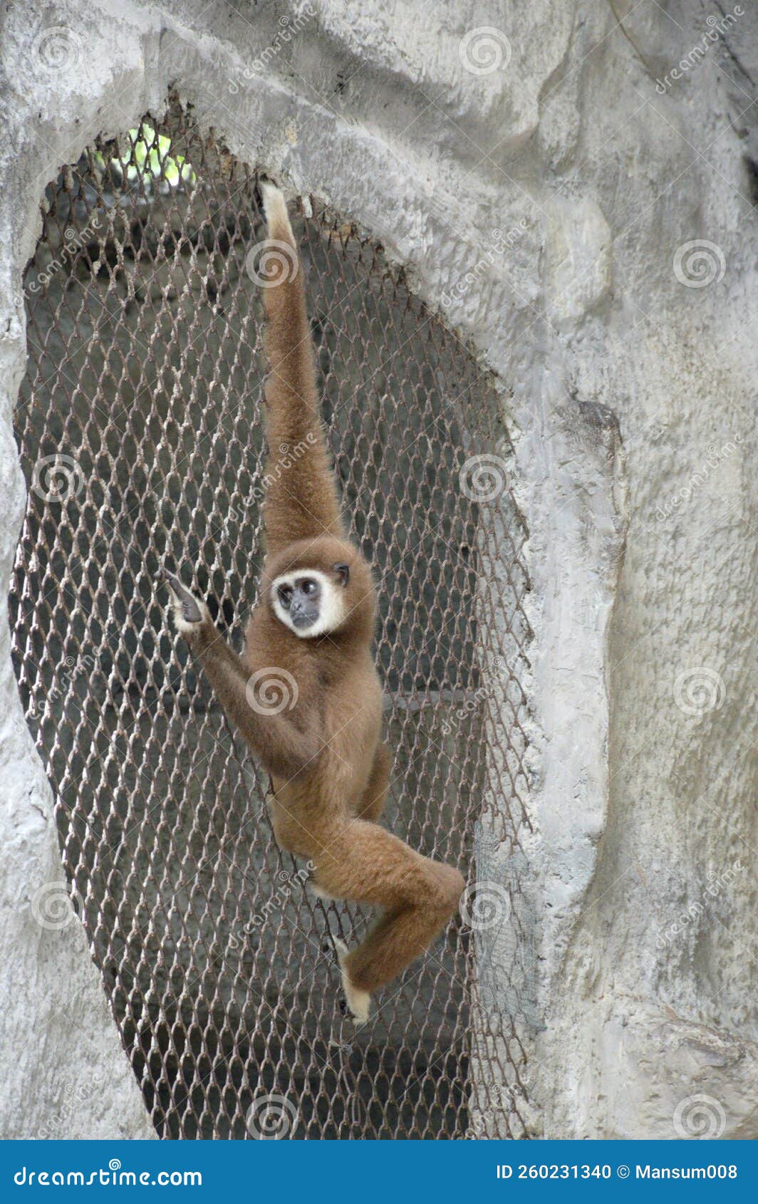 Monkey in the zoo stock photo. Image of natural, forest - 260231340