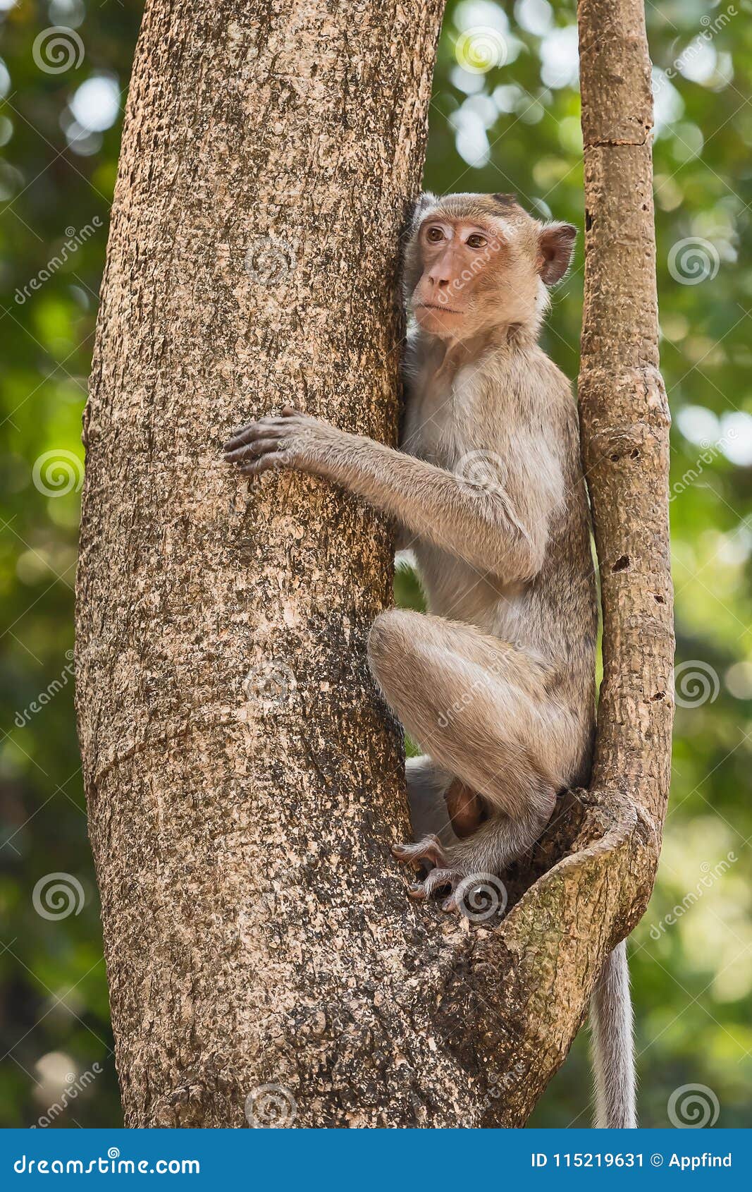 Close up monky. stock image. Image of baby, monkey, monkies - 115219631