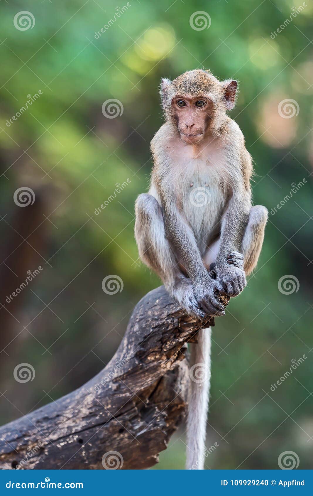 Close up monky. stock photo. Image of green, monkey - 109929240