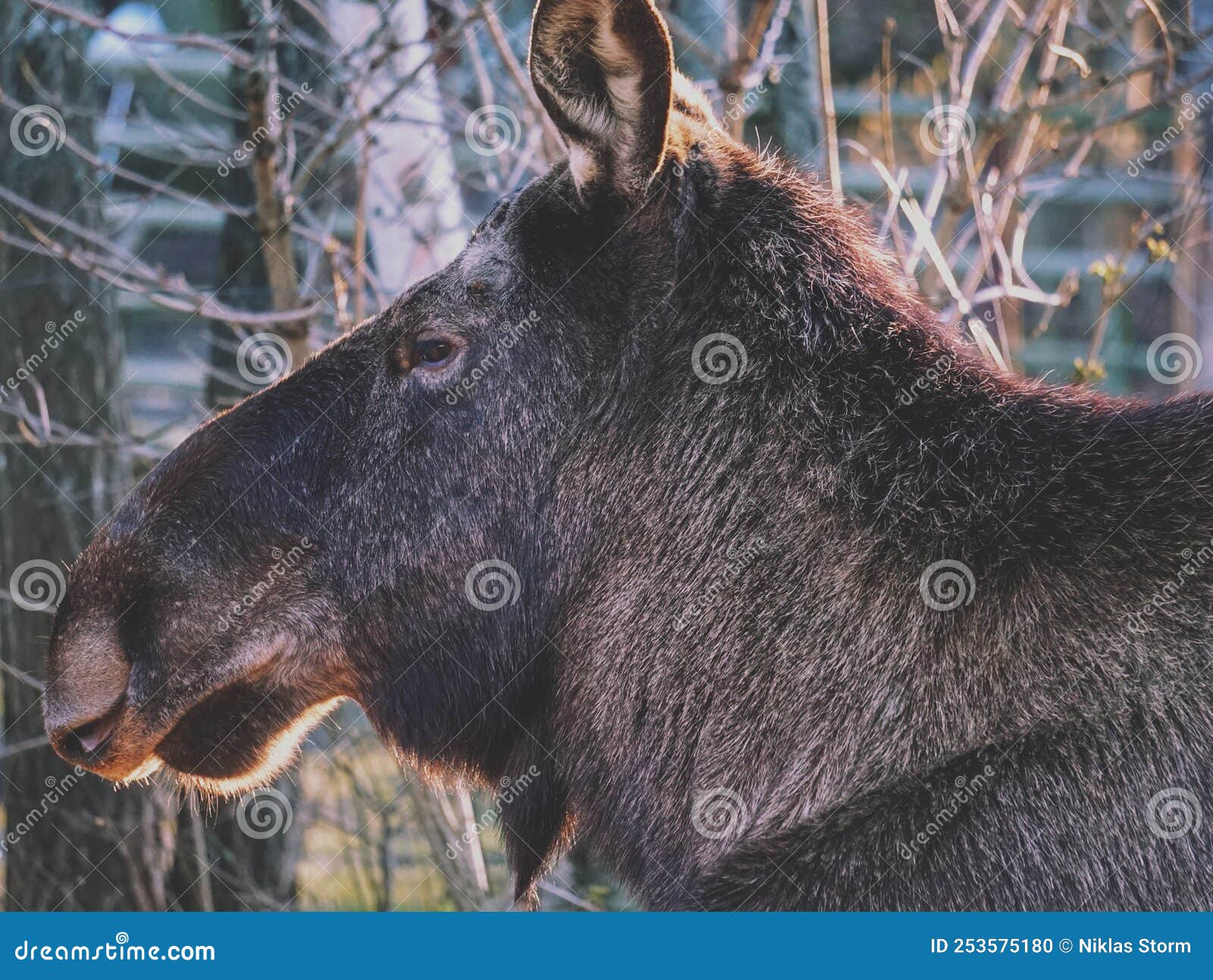 Close-up of Moose Standing in Forest Stock Photo - Image of close ...