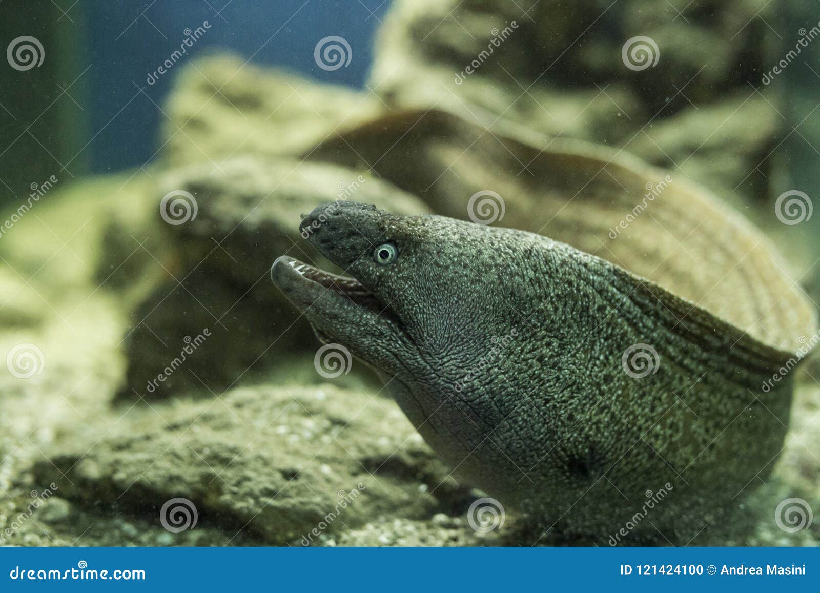 Close-up of Moray in Aquarium with Marine Background Stock Photo ...