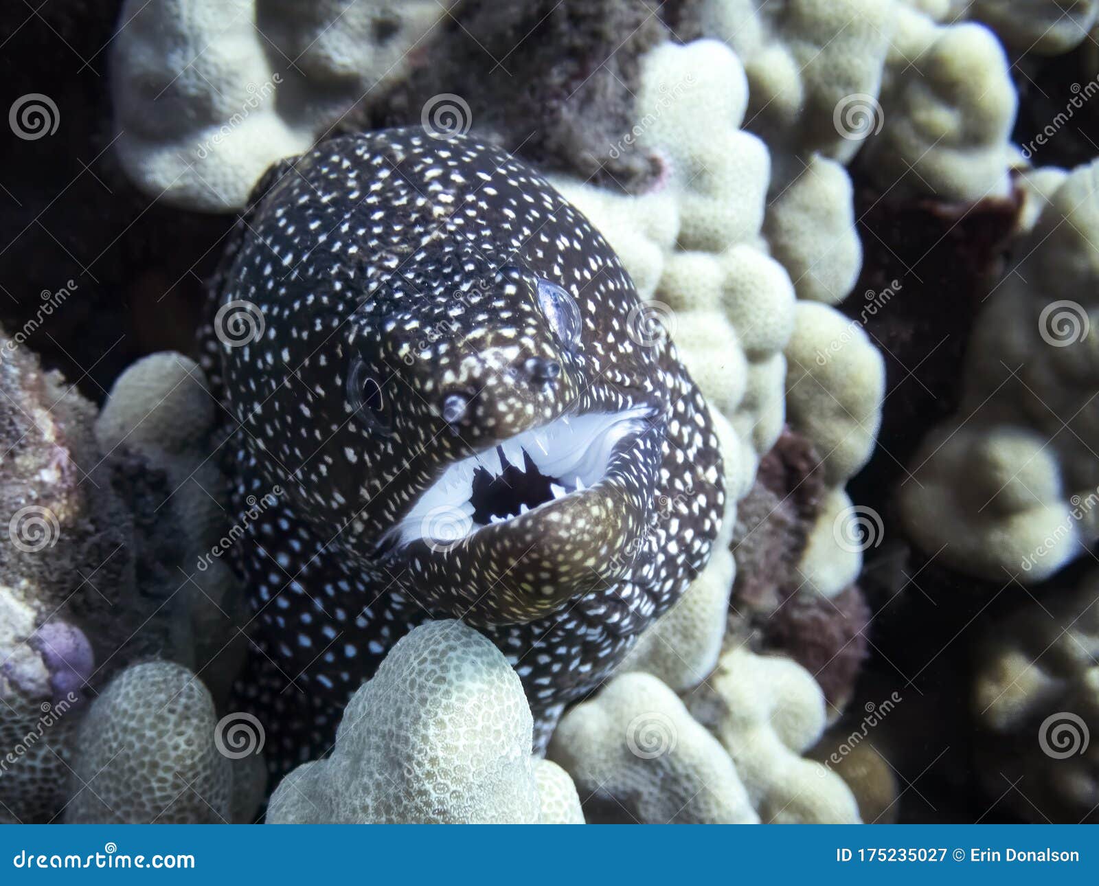 Close Up Moray Eel Face and Teeth in Reef Stock Image - Image of ...