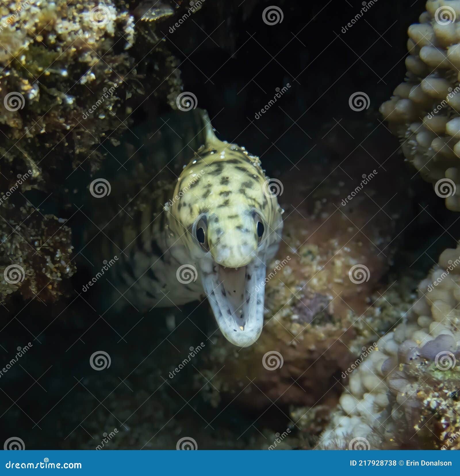 Close Up Moray Eel Face Underwater in Hawaii Stock Photo - Image of ...