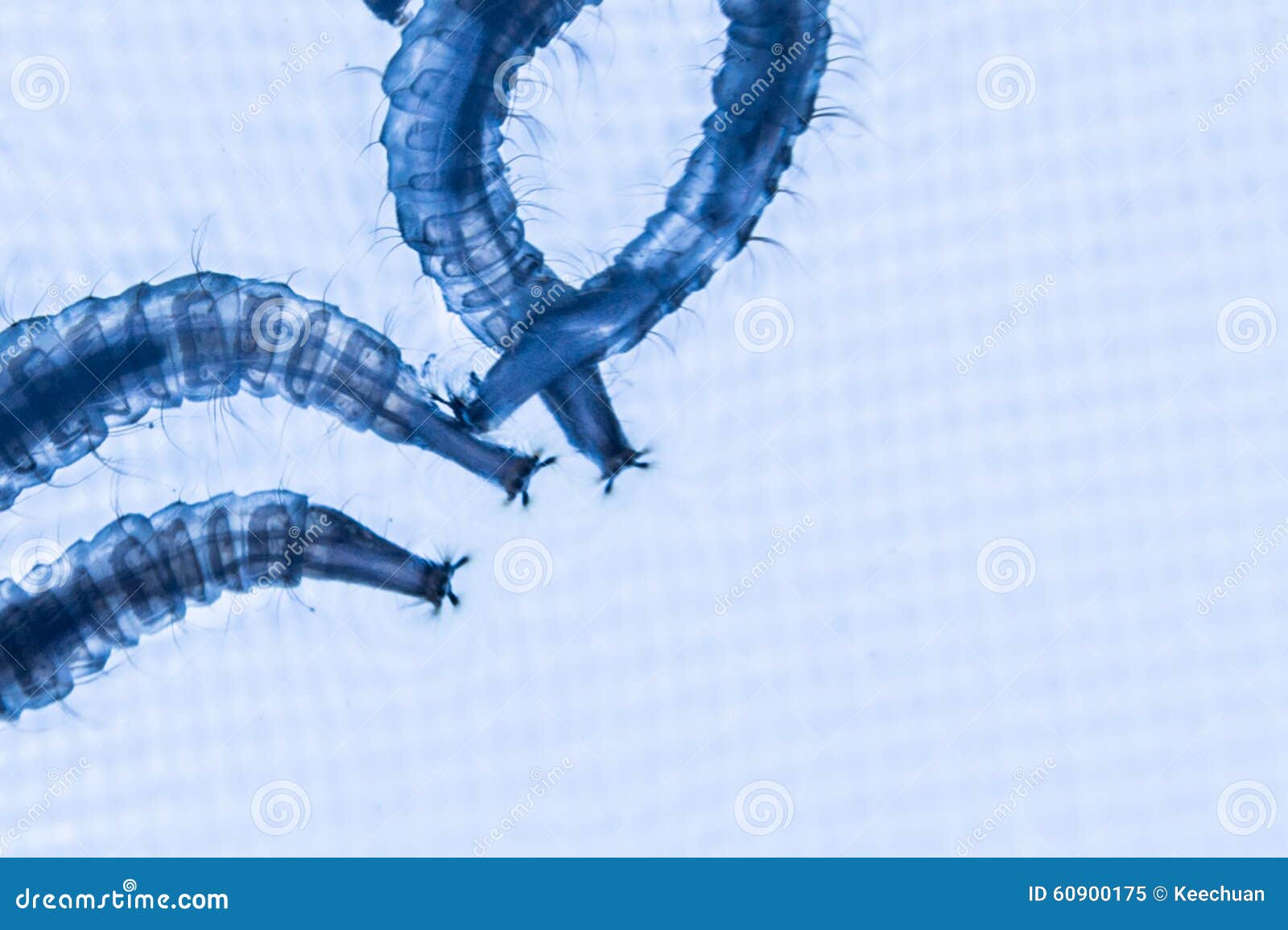 Close Up Larvae Or Caterpillars In Webbed Silken Nest Of The Fall ...