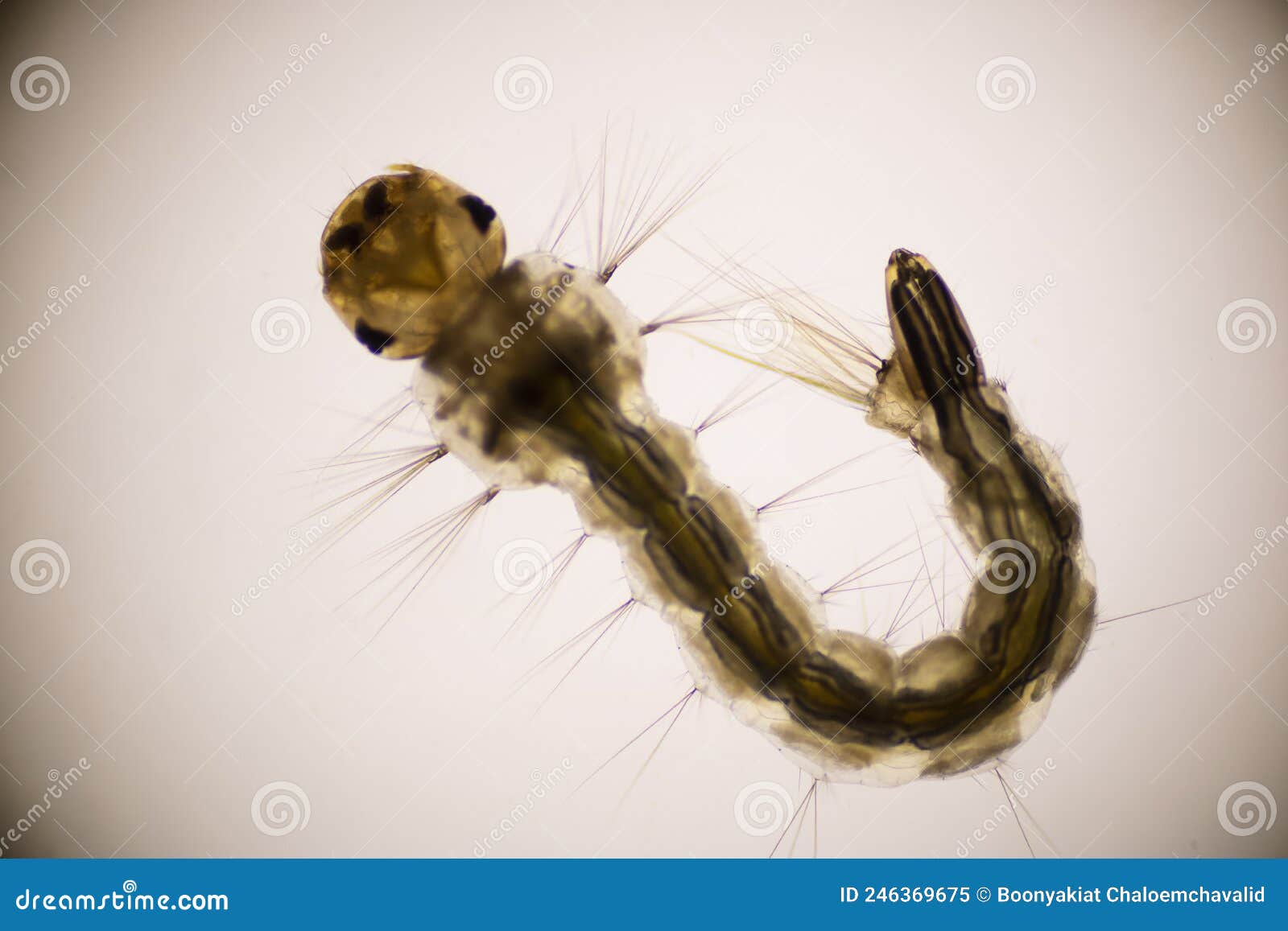 Close Up Mosquito Larvae in Light Microscope, Larvae Under a Microscope ...