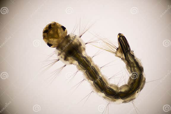 Close Up Mosquito Larvae in Light Microscope, Larvae Under a Microscope ...