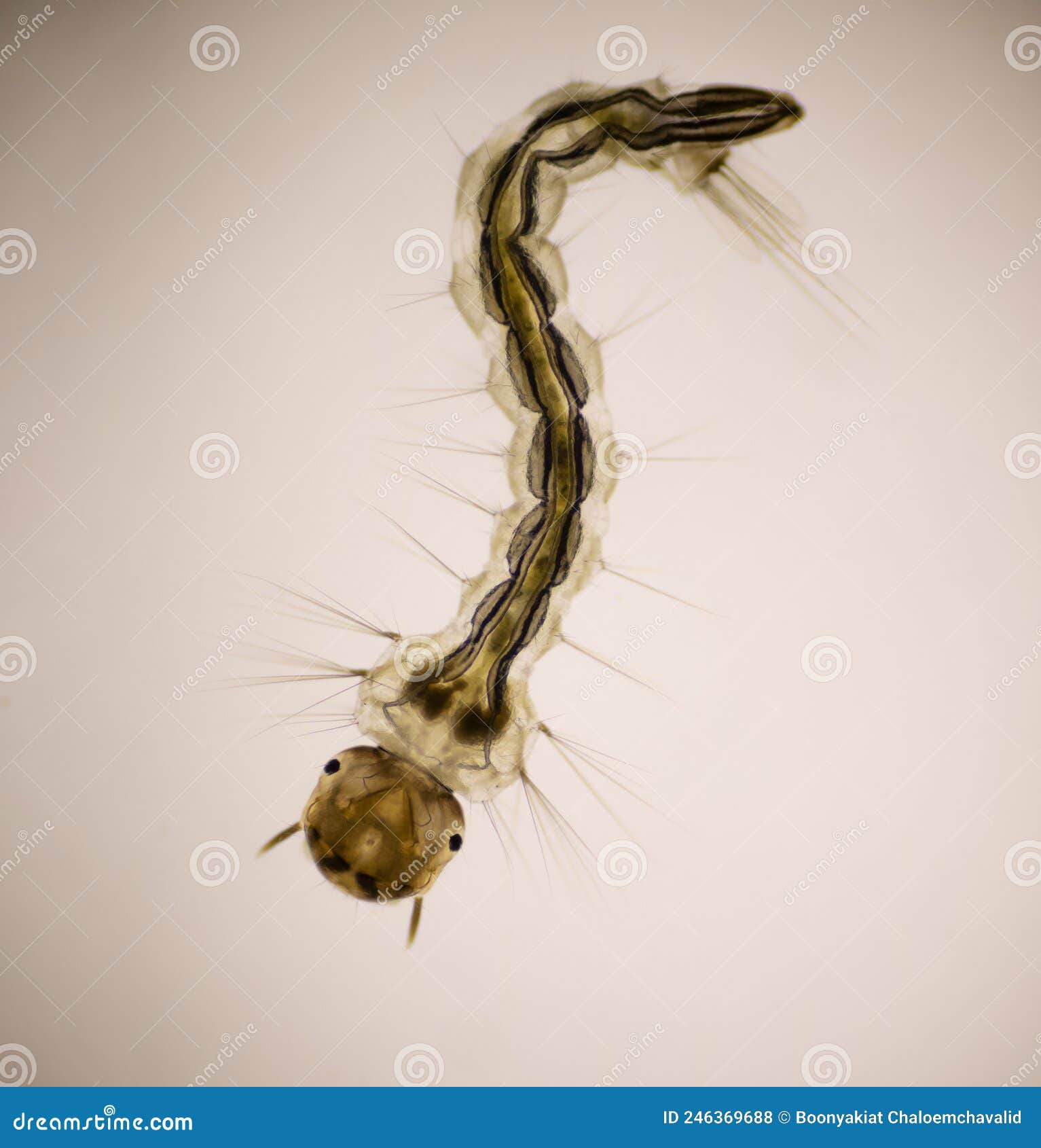 Close Up Mosquito Larvae in Light Microscope, Larvae Under a Microscope ...