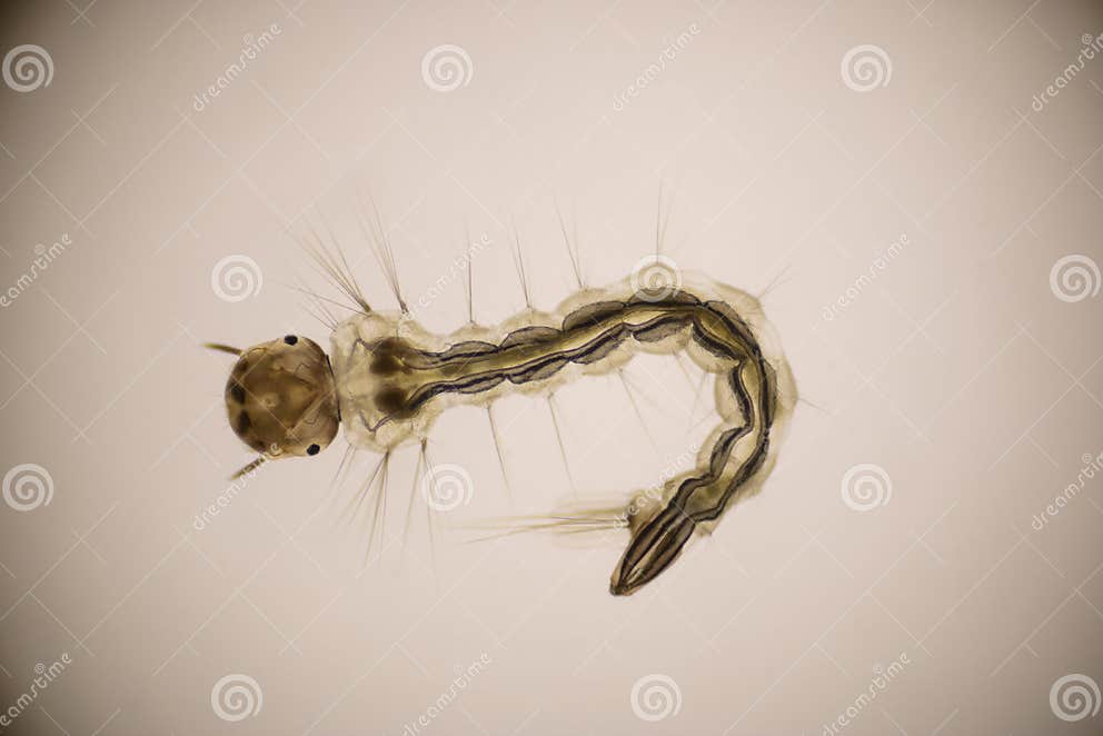 Close Up Mosquito Larvae in Light Microscope, Larvae Under a Microscope ...