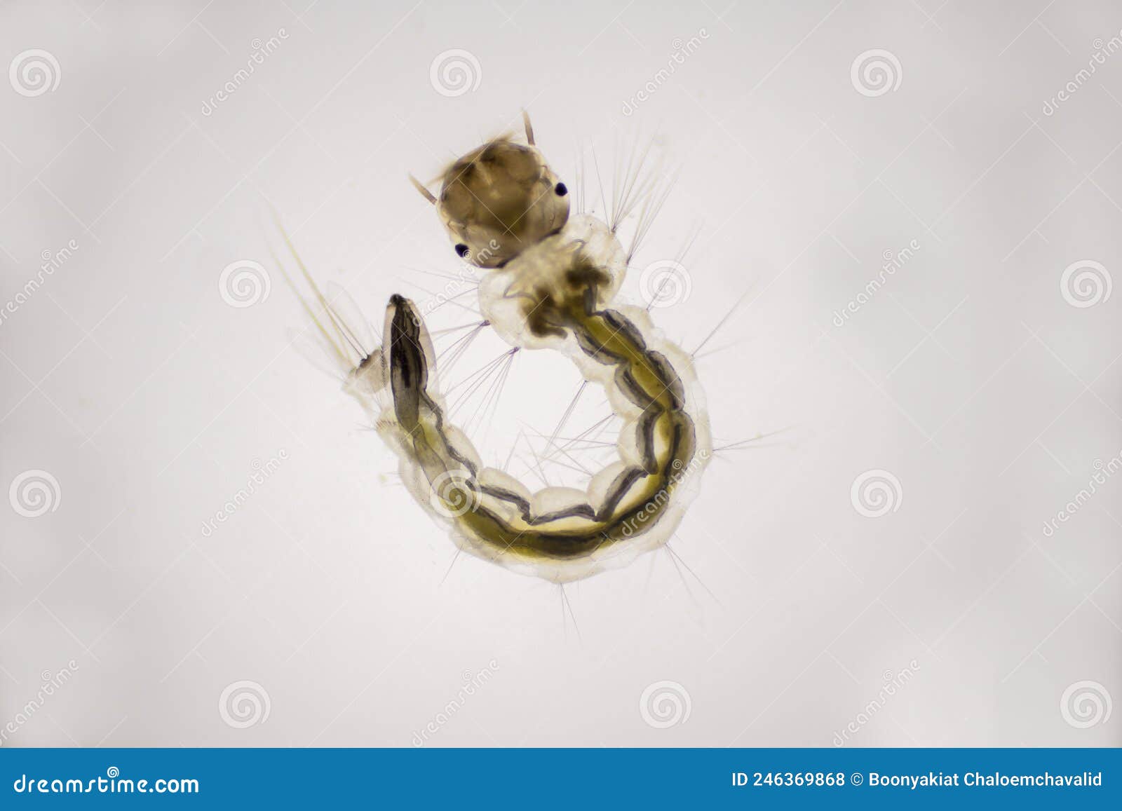 Close Up Mosquito Larvae in Light Microscope, Larvae Under a Microscope ...