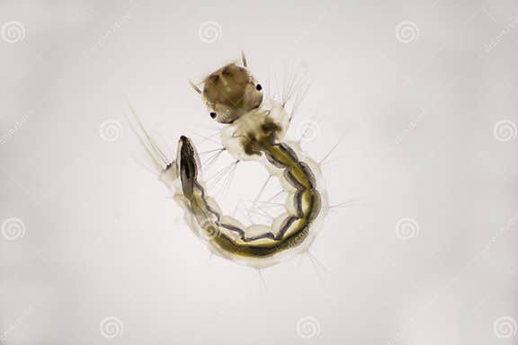 Close Up Mosquito Larvae in Light Microscope, Larvae Under a Microscope ...