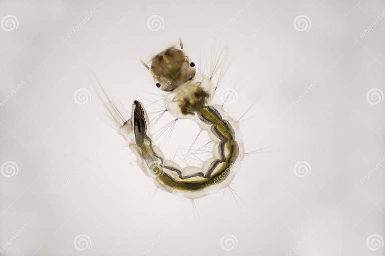 Close Up Mosquito Larvae in Light Microscope, Larvae Under a Microscope ...