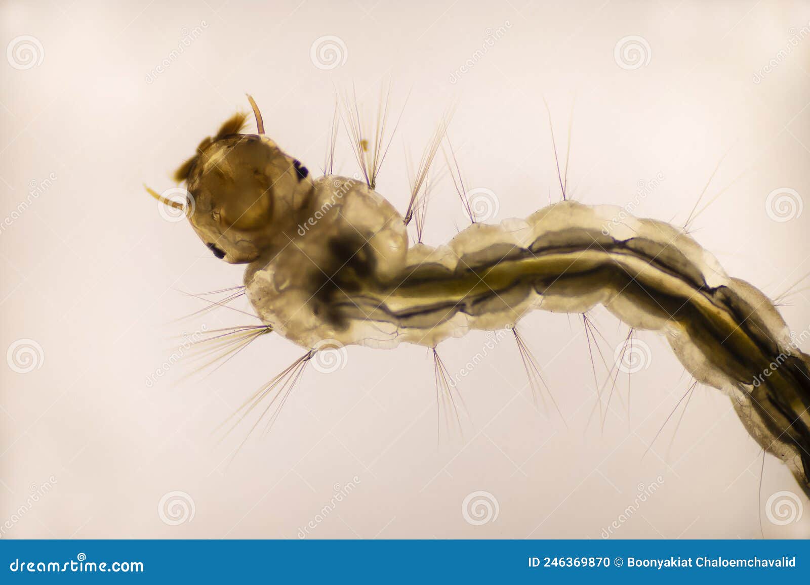 Close Up Mosquito Larvae in Light Microscope, Larvae Under a Microscope ...