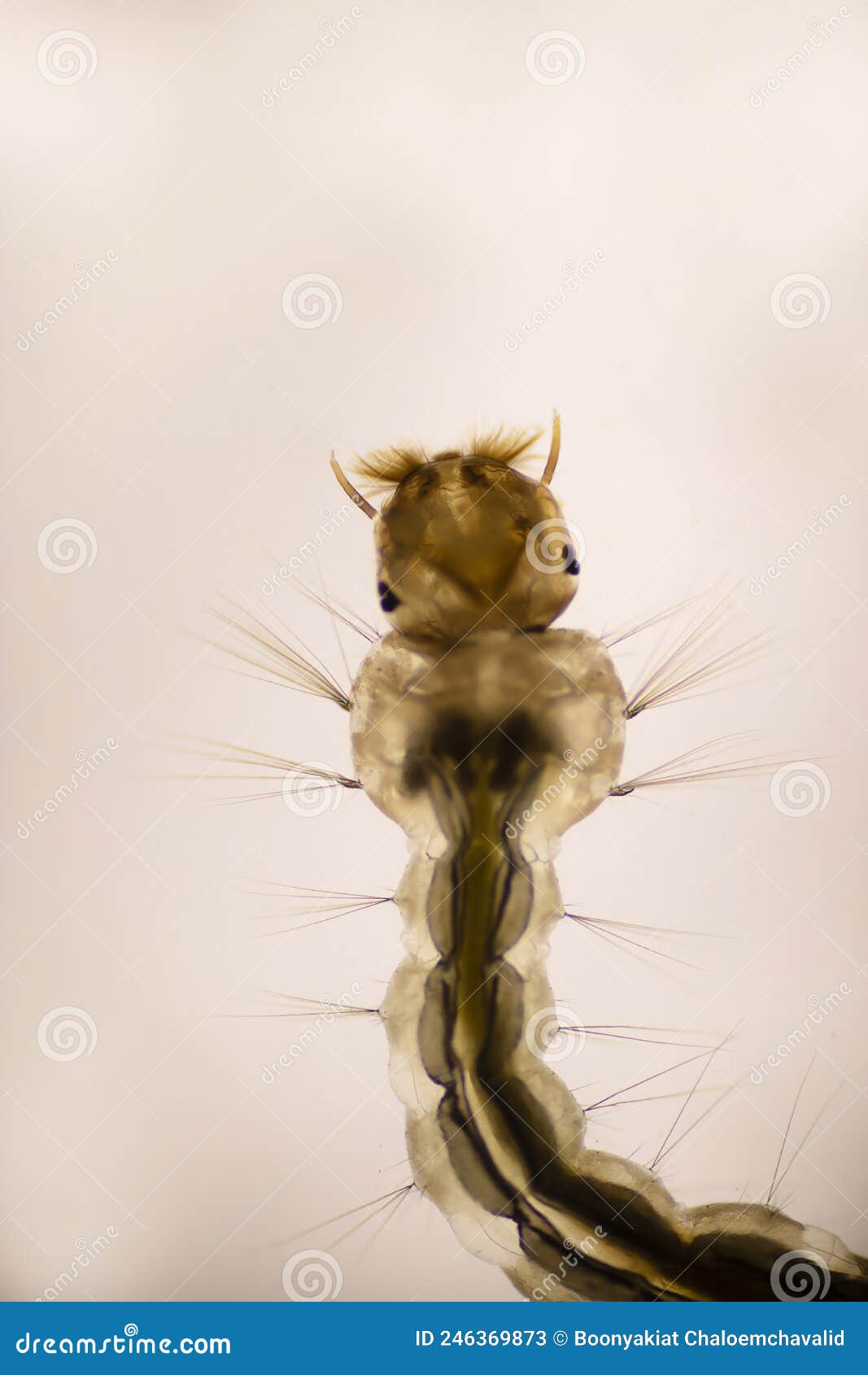 Close Up Mosquito Larvae in Light Microscope, Larvae Under a Microscope ...